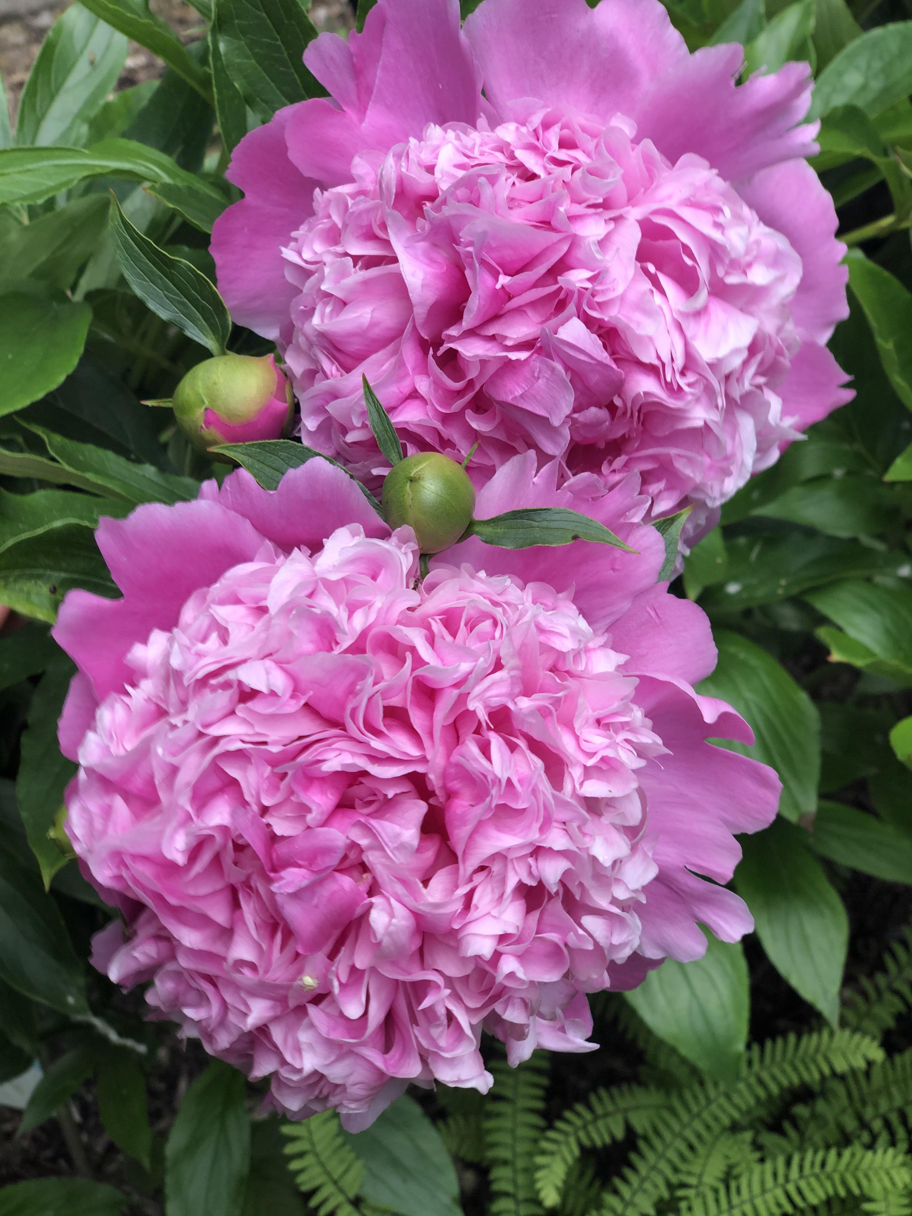 Two of these...Peonies | Scrolller