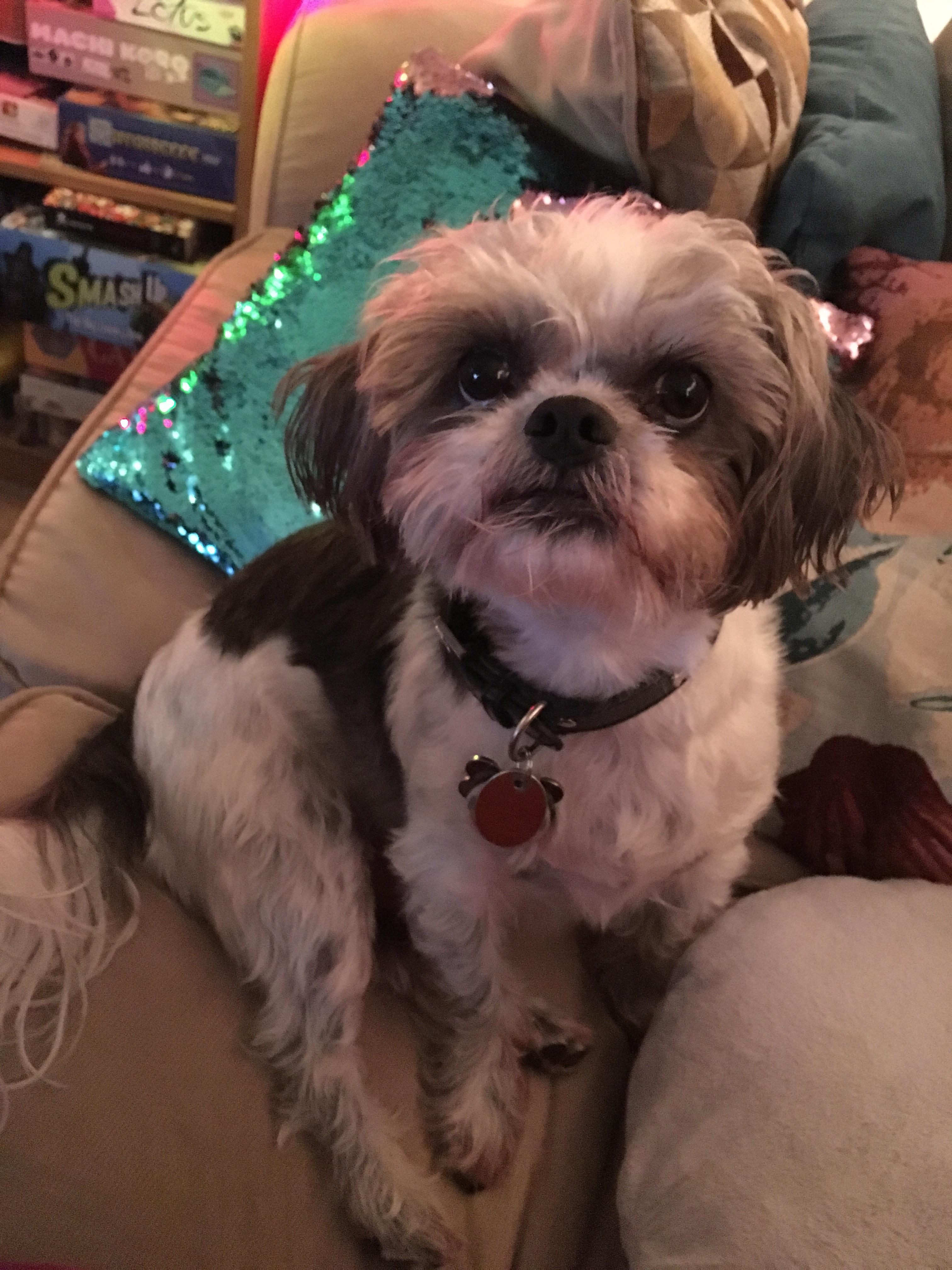 Two years ago I brought this little fluff ball home from the shelter. Happy gotcha day! | Scrolller