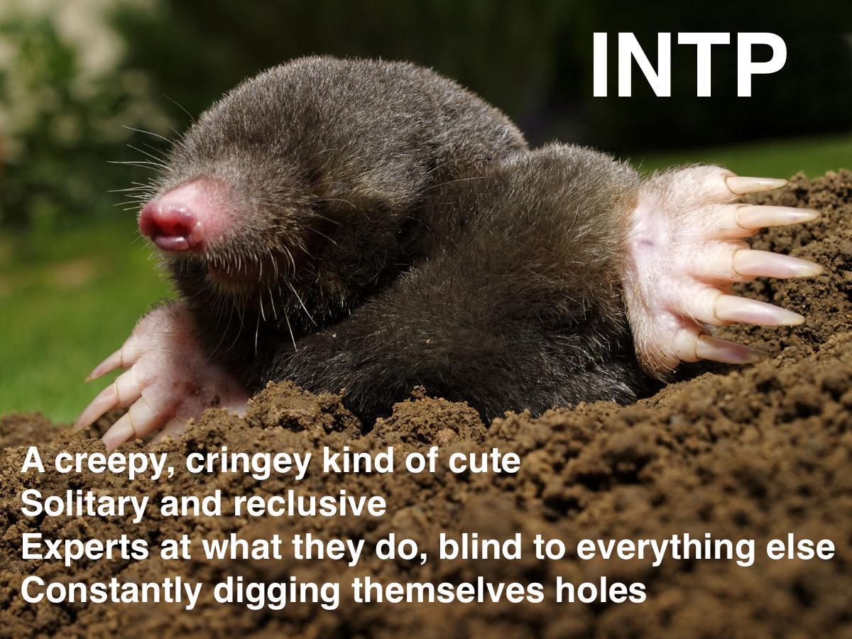 Types as Animals: INTP | Scrolller