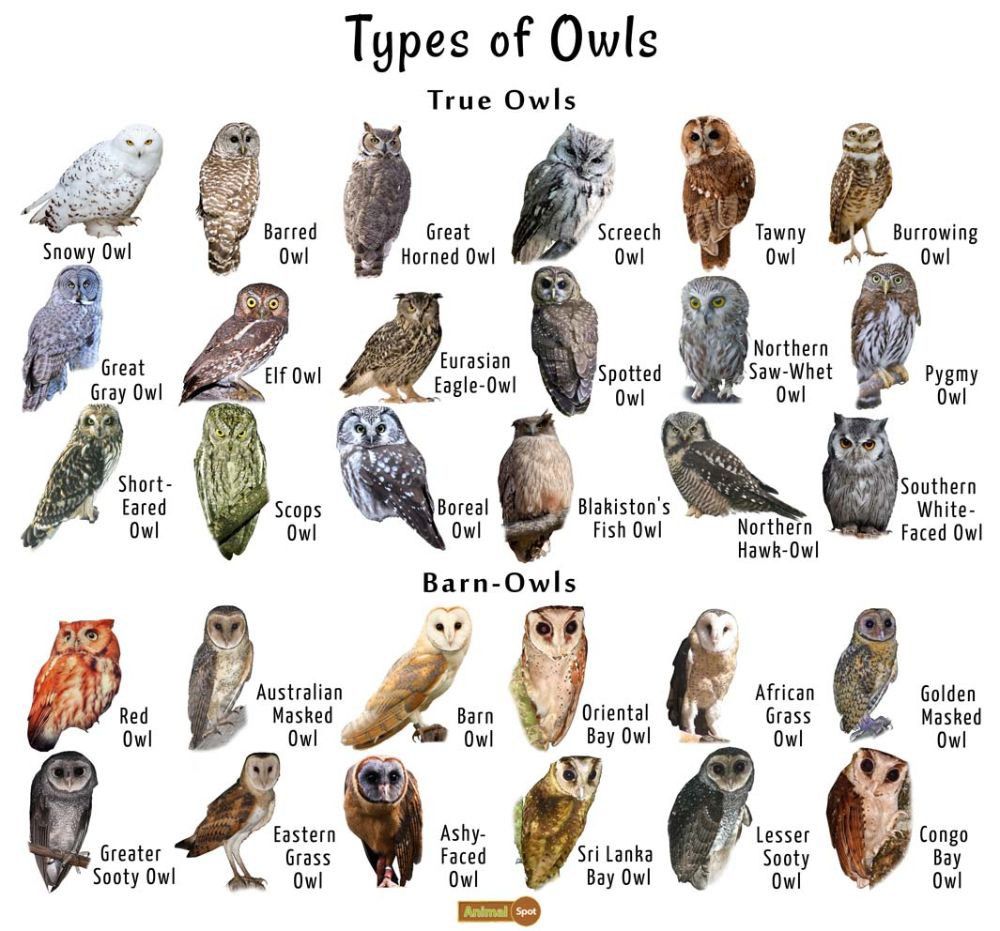 Types of Owls | Scrolller