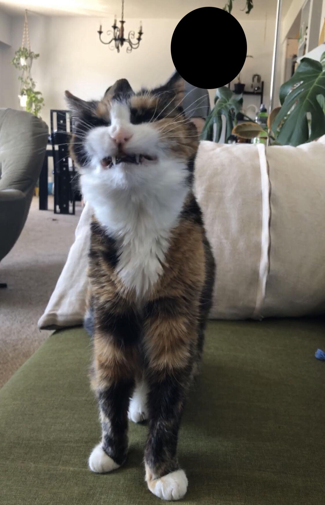 Ultimate | Scrolller