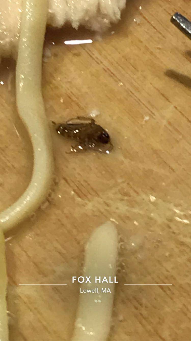 UML dining hall roach | Scrolller