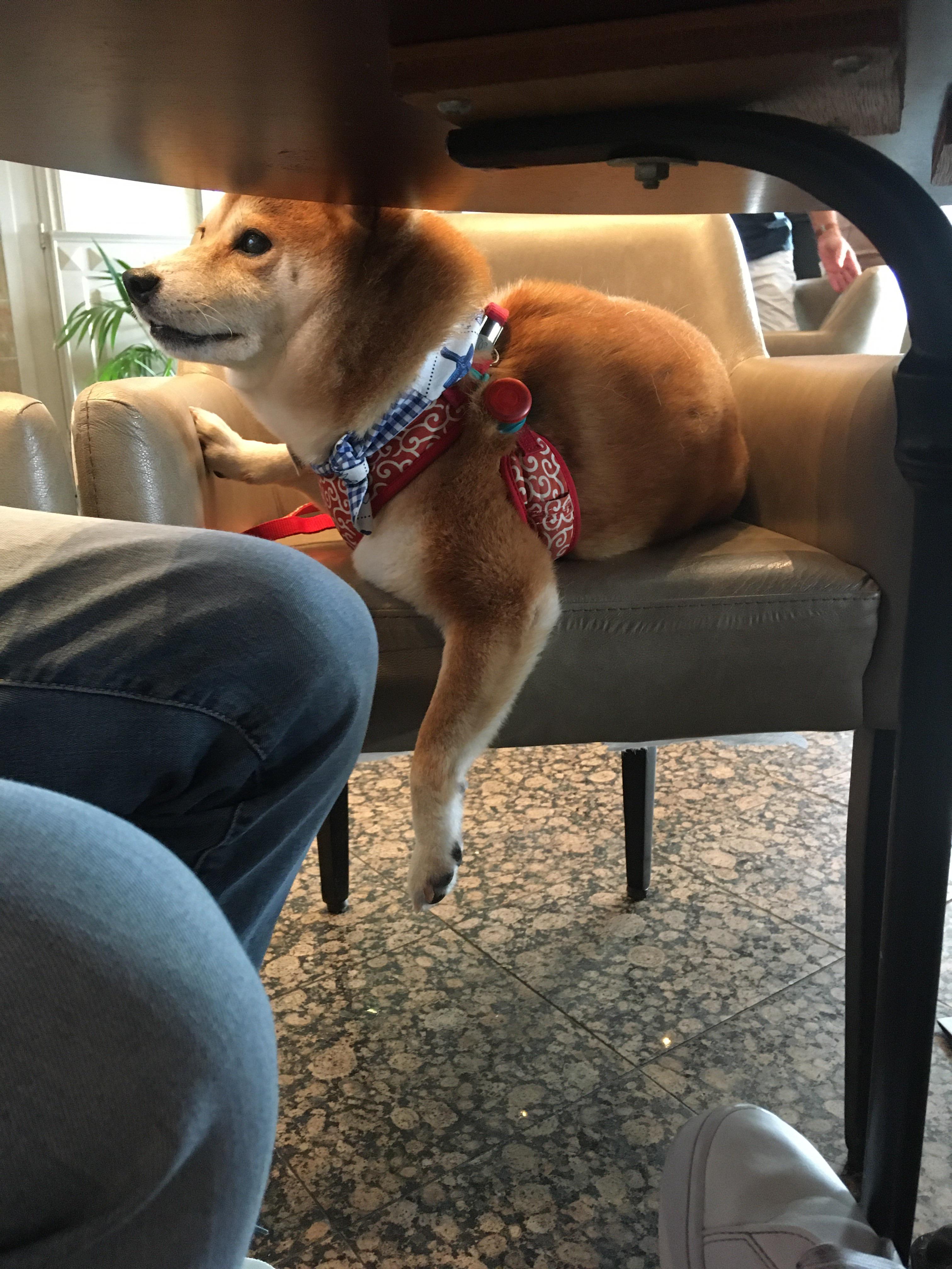 Under table manners | Scrolller