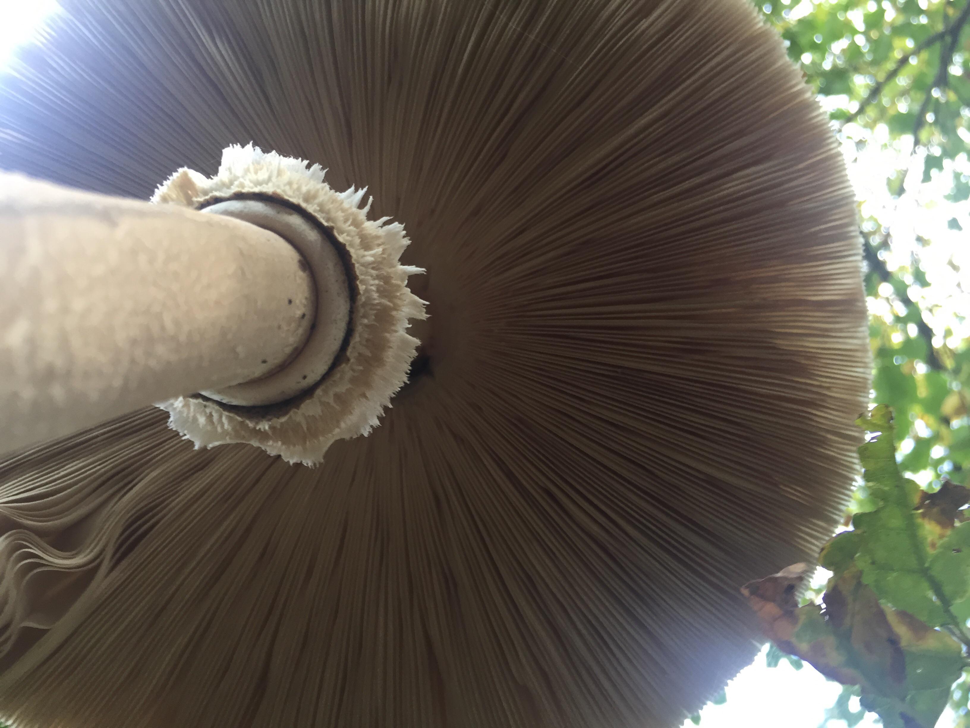 under the mushroom | Scrolller