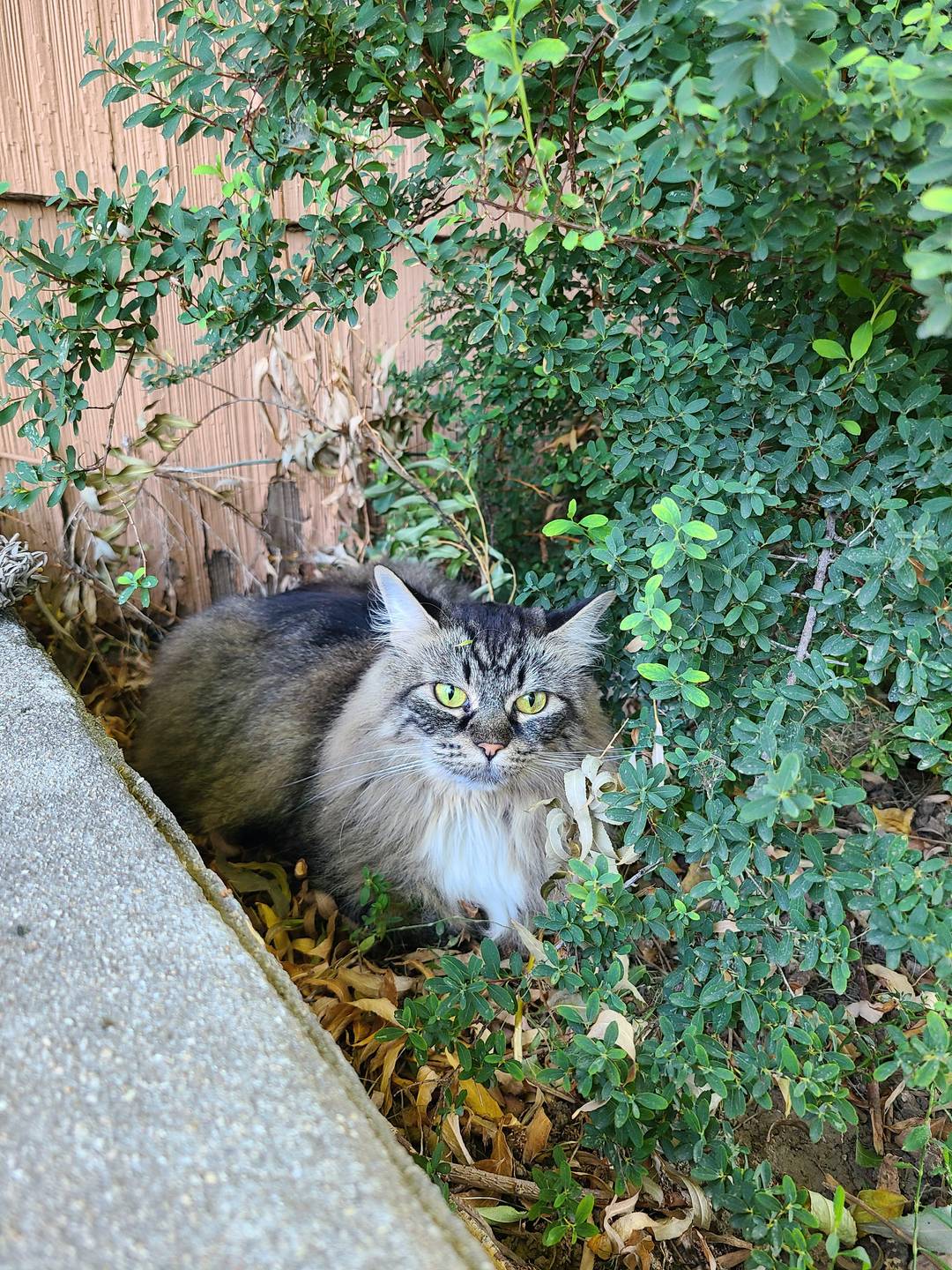 Underneath Her Favorite Bush 🧿🧚‍♀️ Scrolller