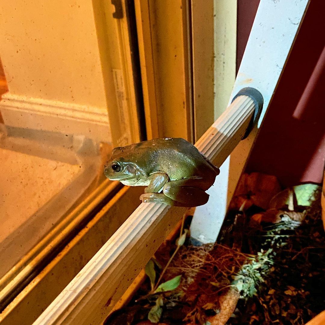 Unedited picture of me sitting in r/new waiting to see frogs so I can updoot them | Scrolller