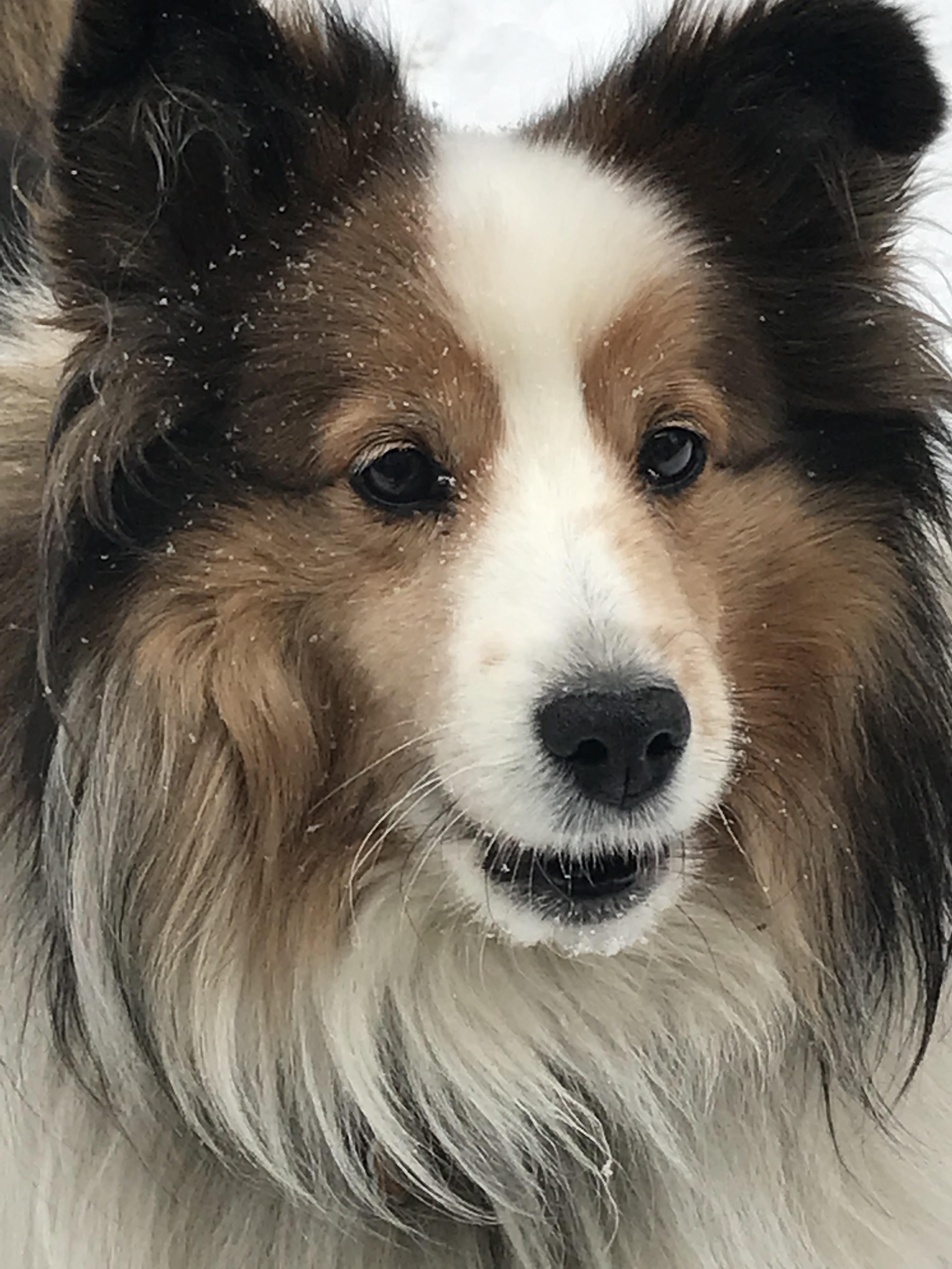 Unfiltered Seamus the Sable | Scrolller