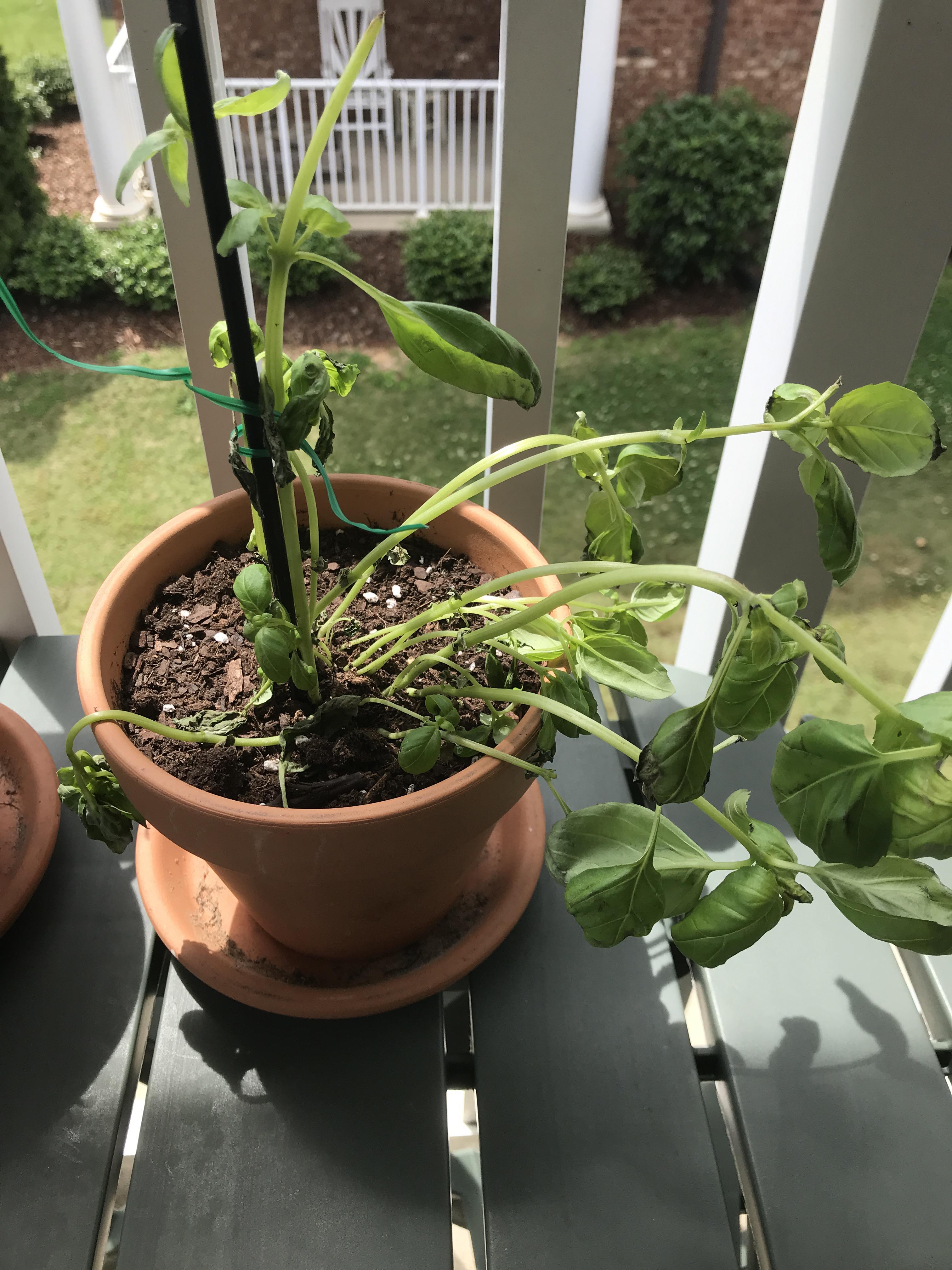 Unhappy basil - what’s wrong? | Scrolller