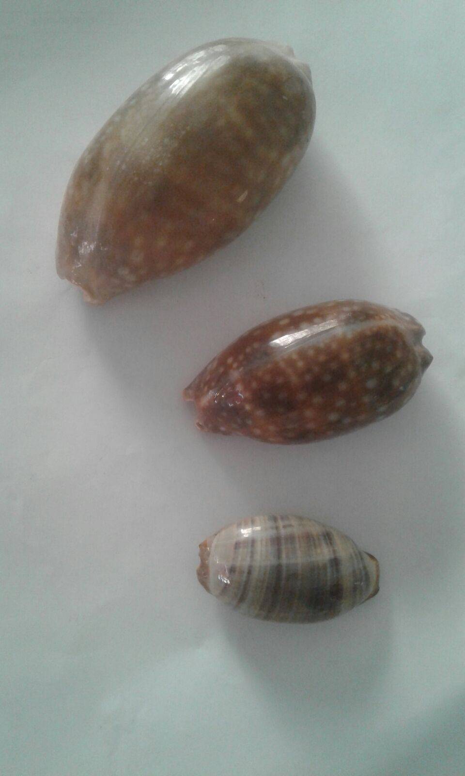 Unidentified Cowrie. Bahamas. The striped one is not in my shell identification books. | Scrolller