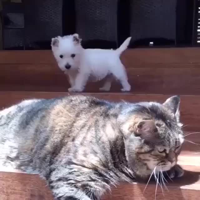 Unrequited love (xpost from /r/aww) | Scrolller