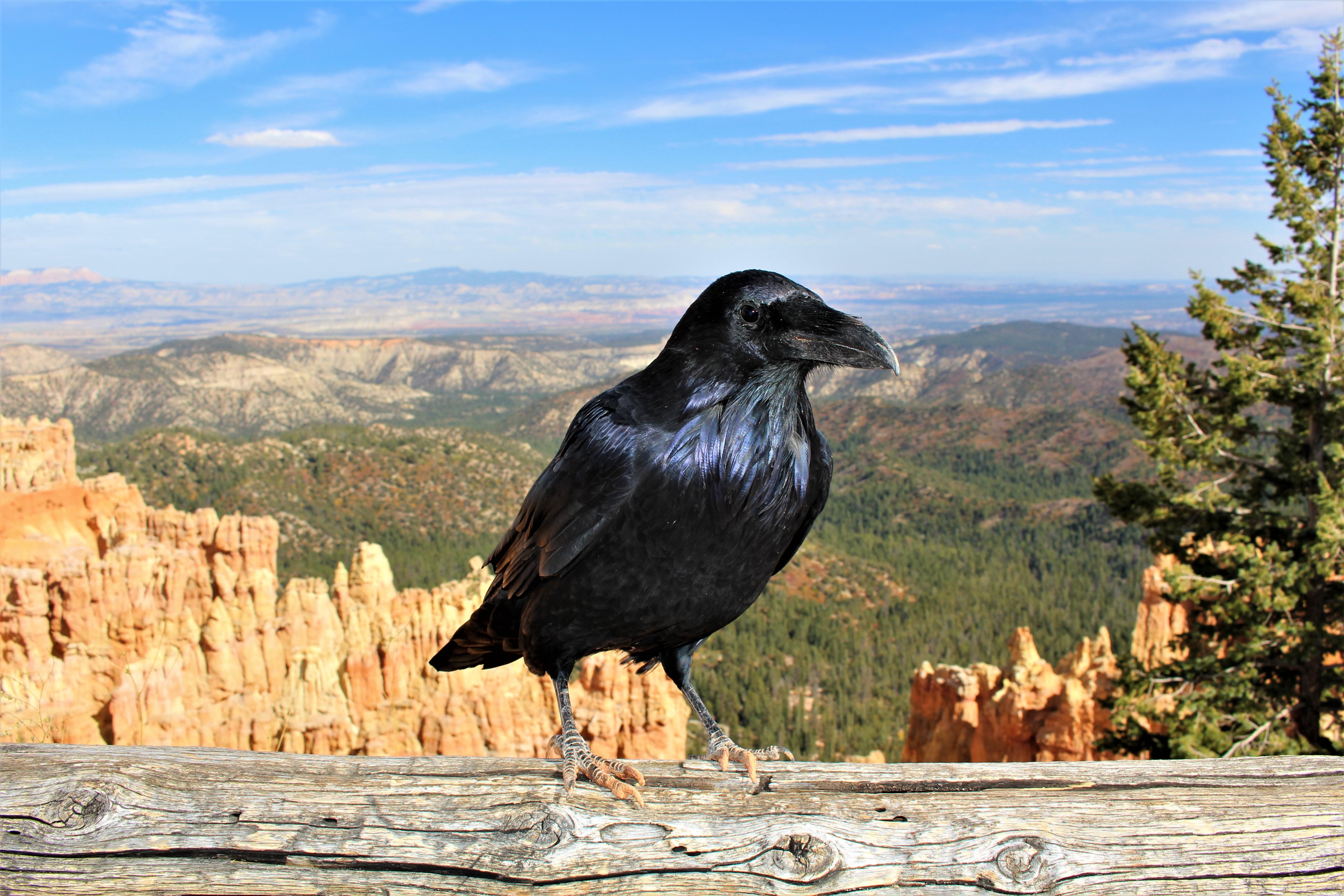 Up close and personal with a raven in Bryce Canyon National Park ...