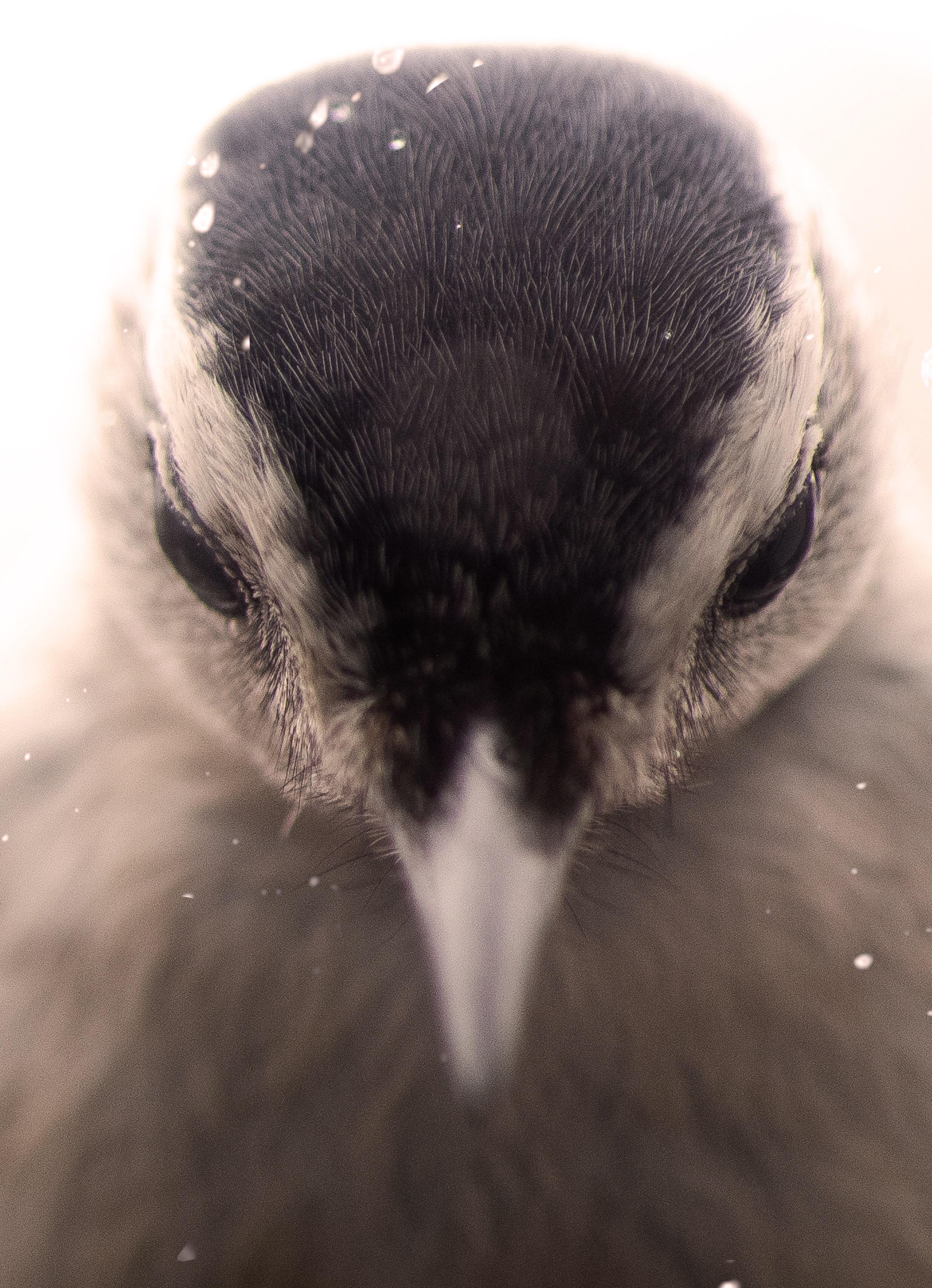 Up close with a White Breasted Nuthatch in a snowy Park Slope, Brooklyn. | Scrolller