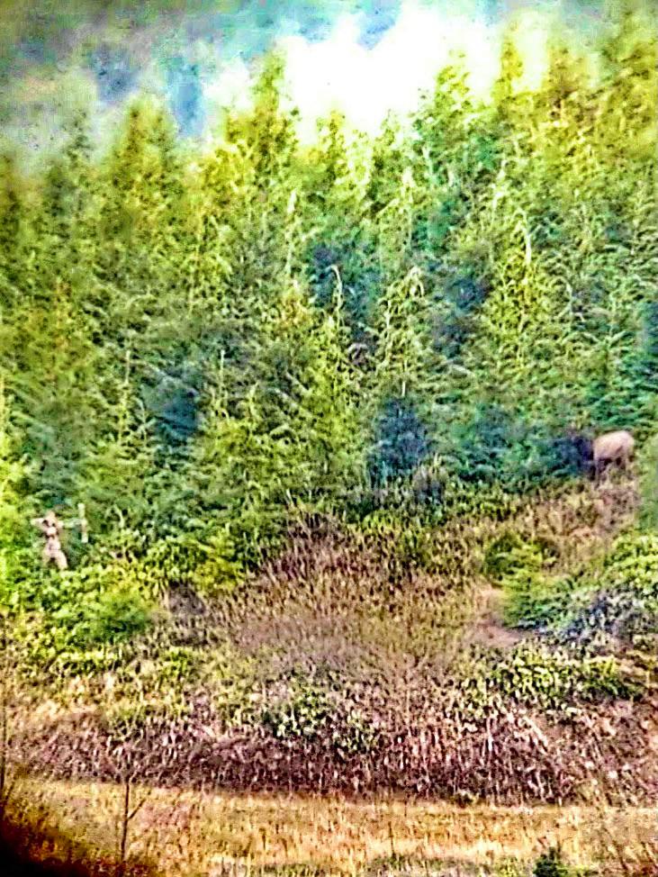 Up close with bull elk Sept. 2020 PNW | Scrolller