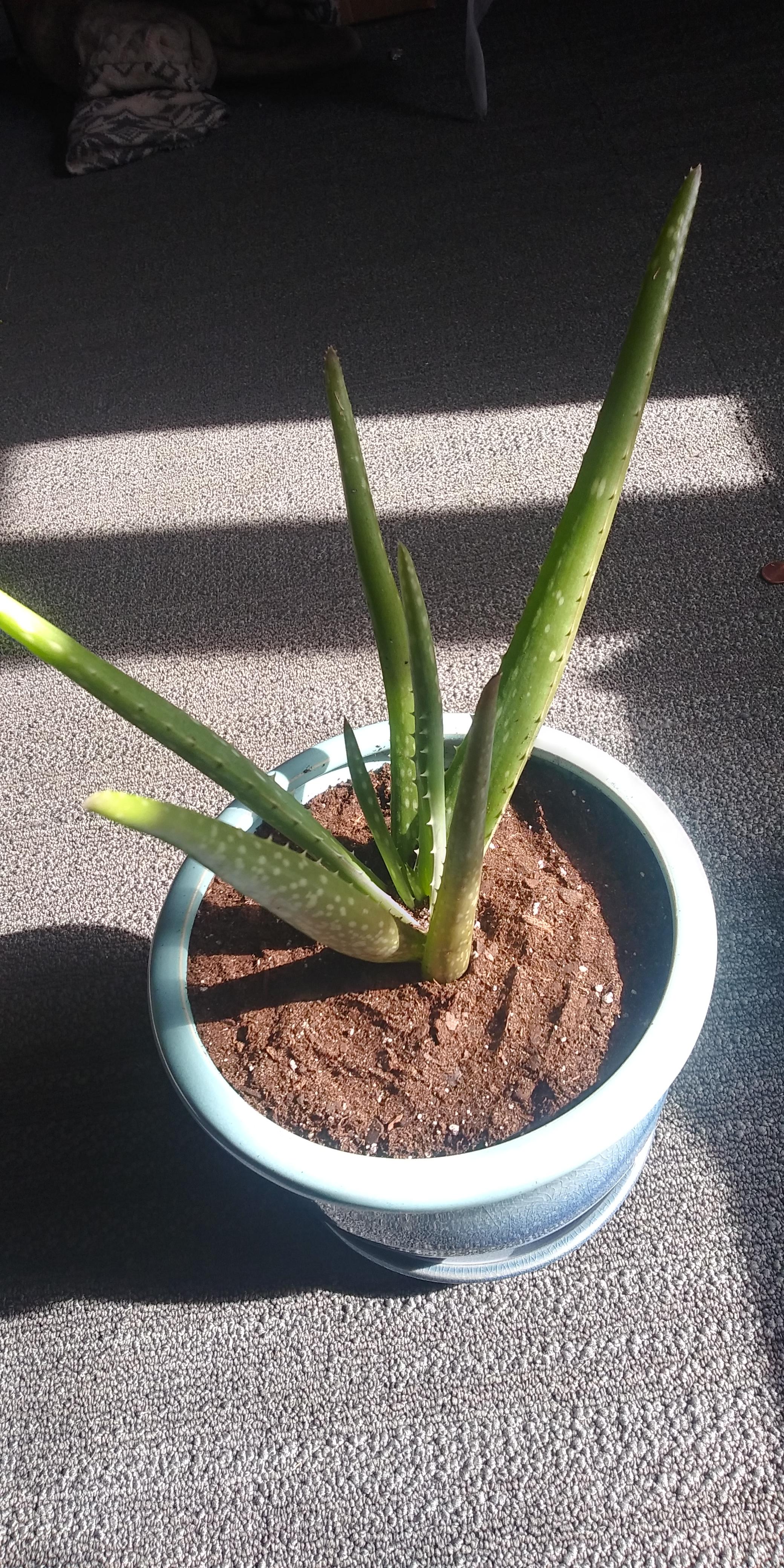 Update: Finally gave the aloe vera plant a new home | Scrolller