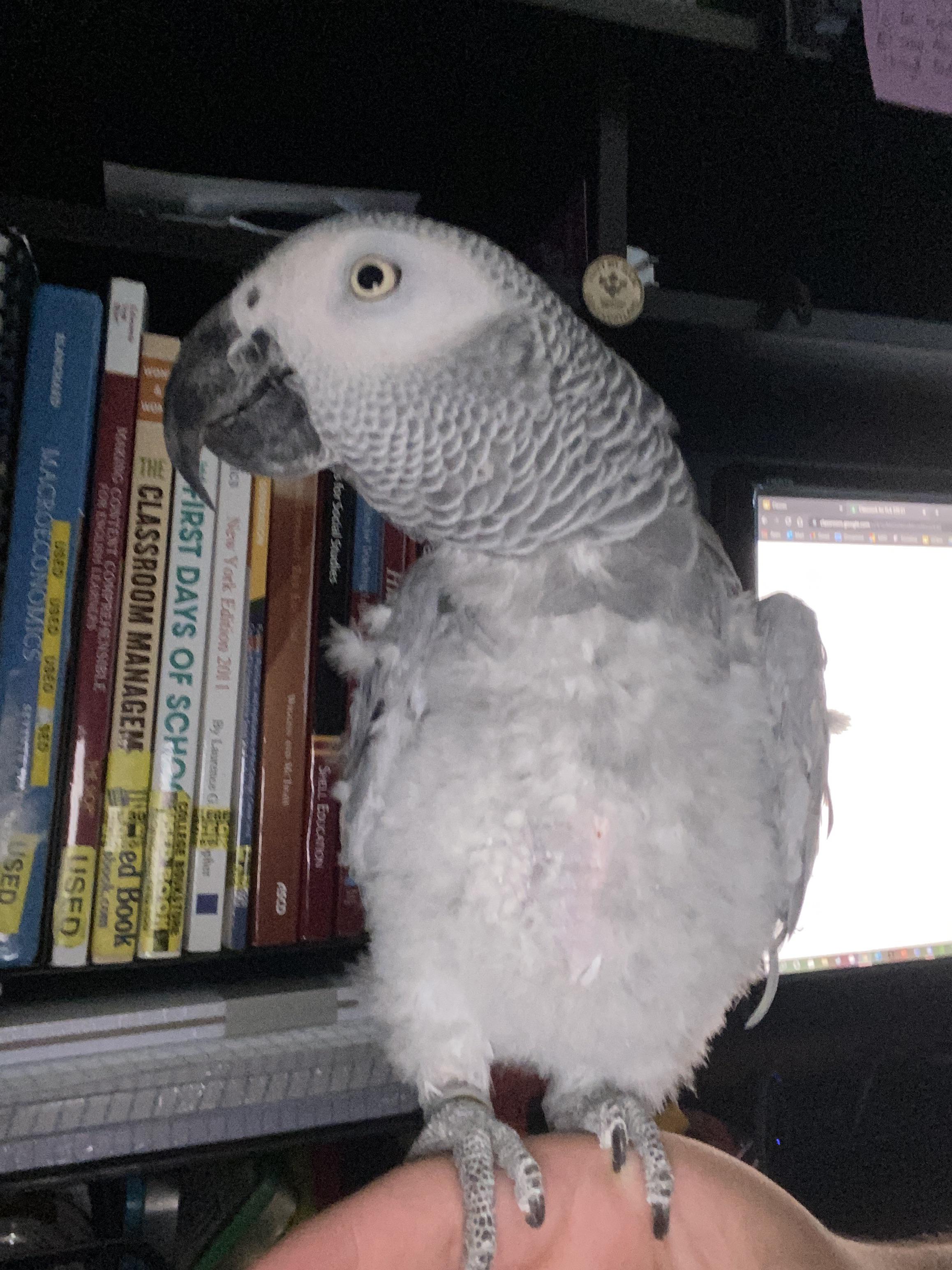 Update on Coco, progress! | Scrolller