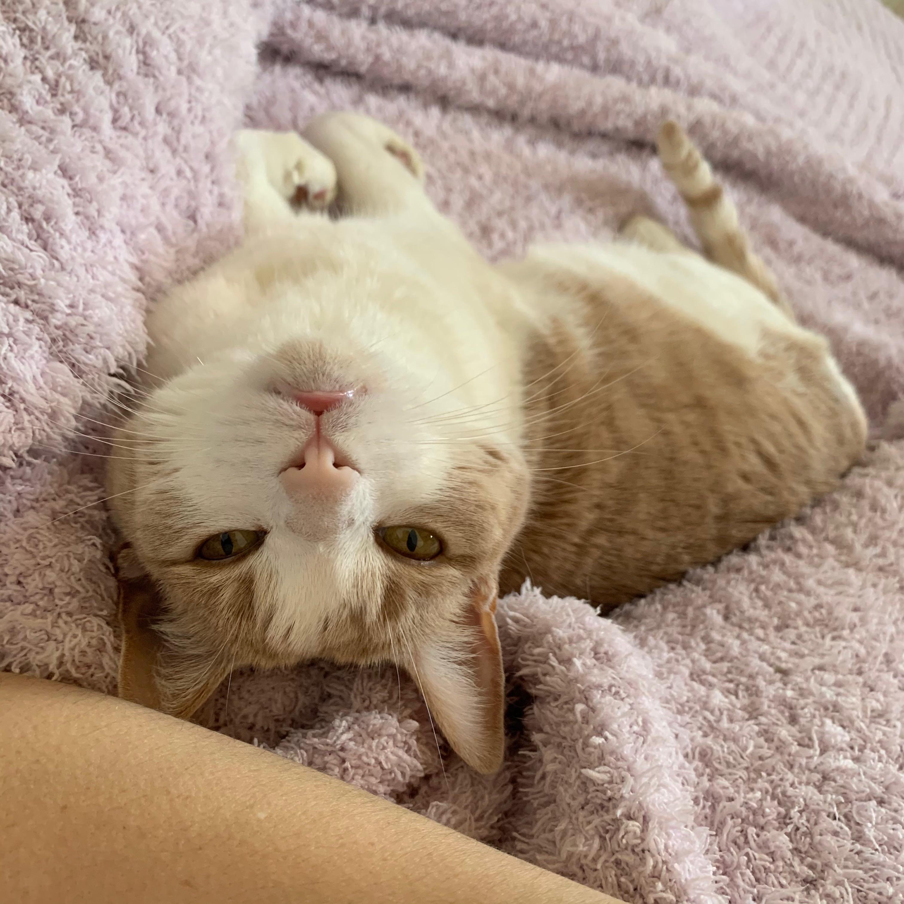 Upside down blep from Cat Rat | Scrolller