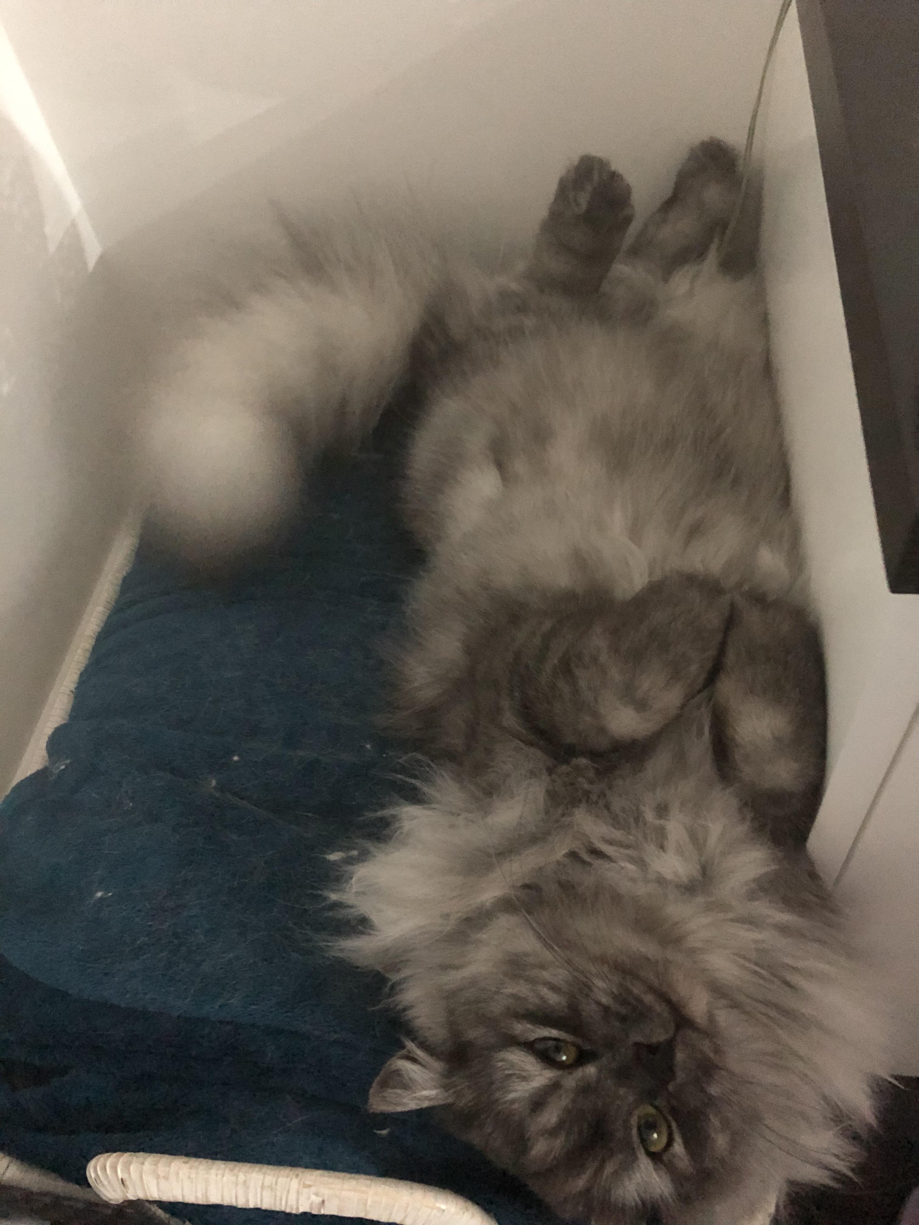 Upside down floof... my baby boy! | Scrolller
