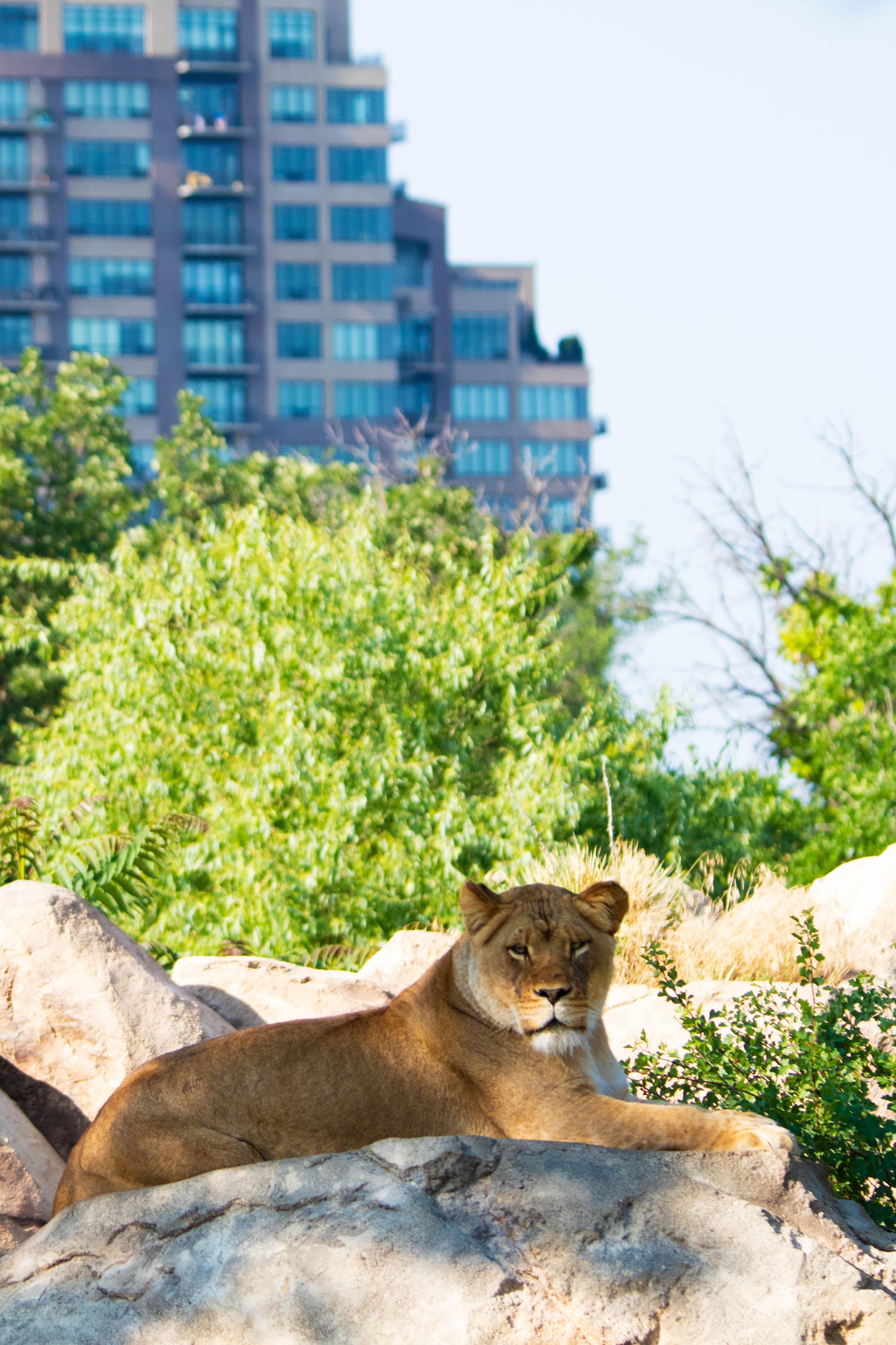 Urban Lioness | Scrolller