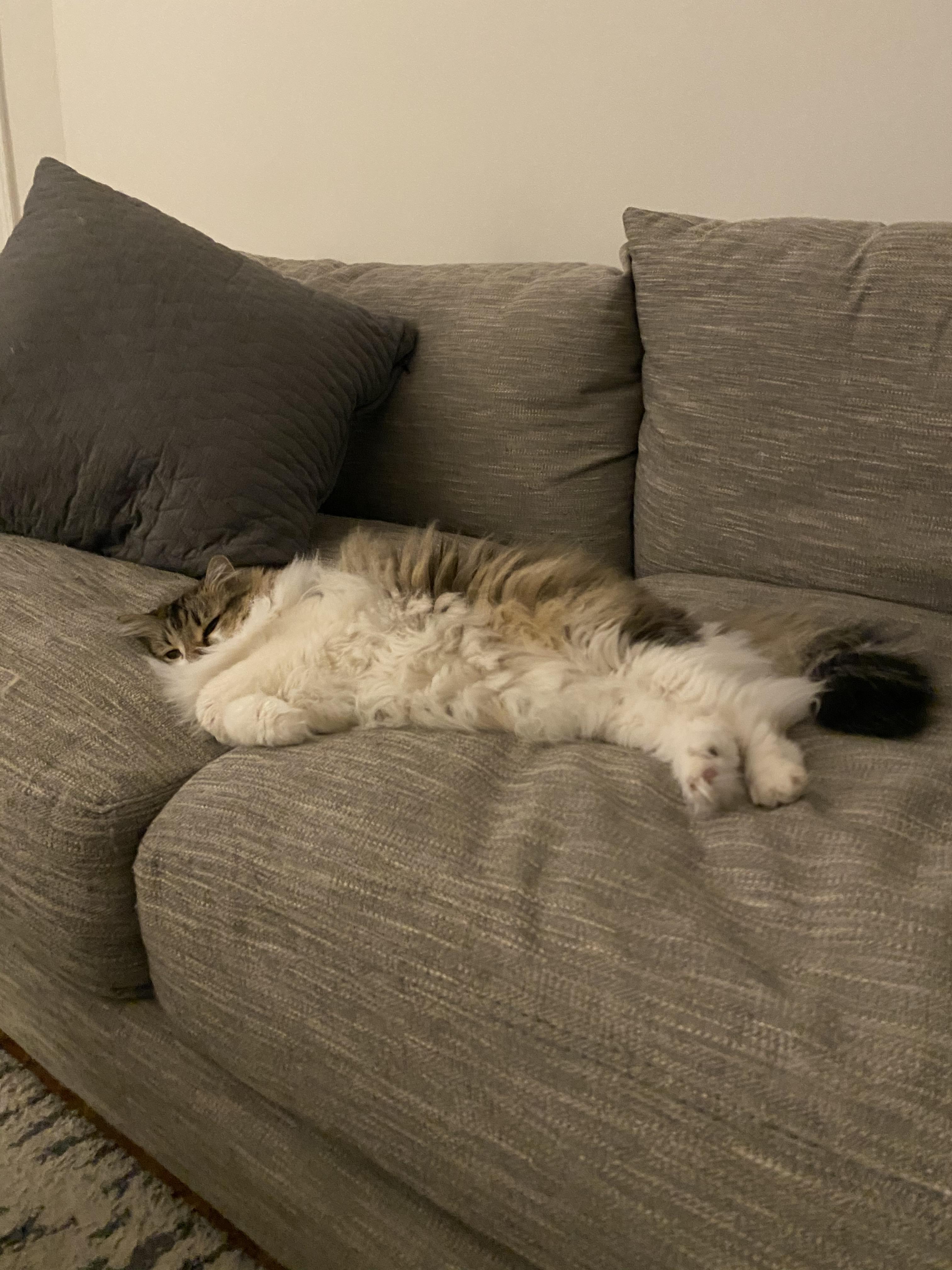 Using her own floof as a pillow. | Scrolller