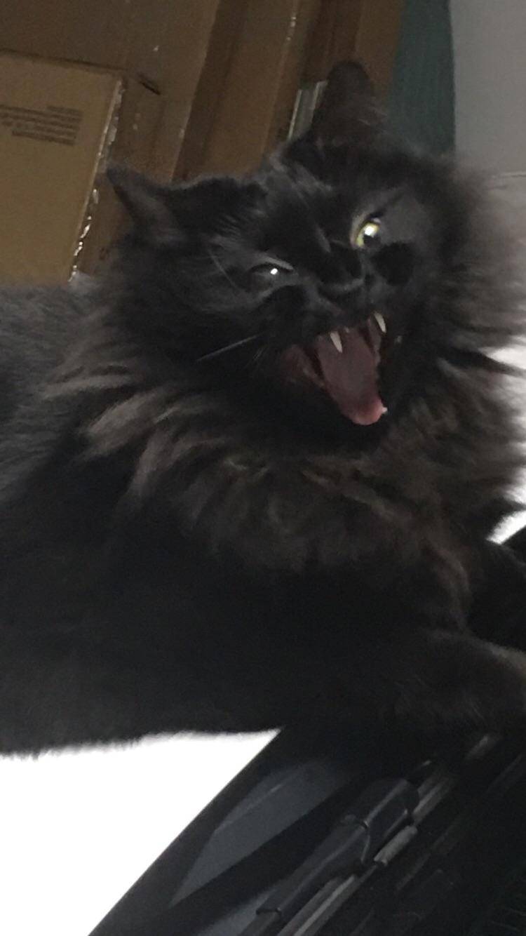 Vampire Cat | Scrolller