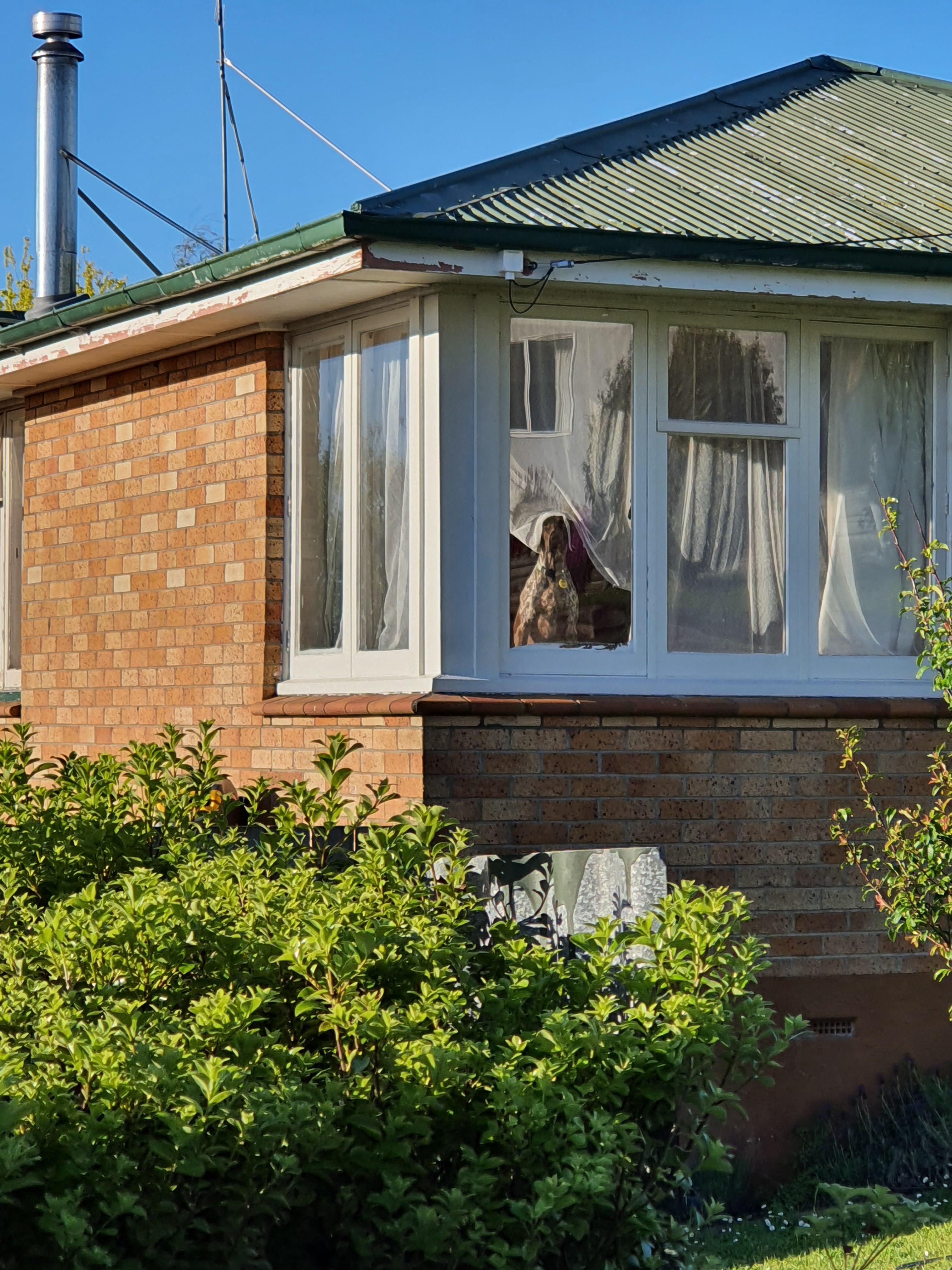 Velcro doggo watching me leave for work and breaking my heart in the ...
