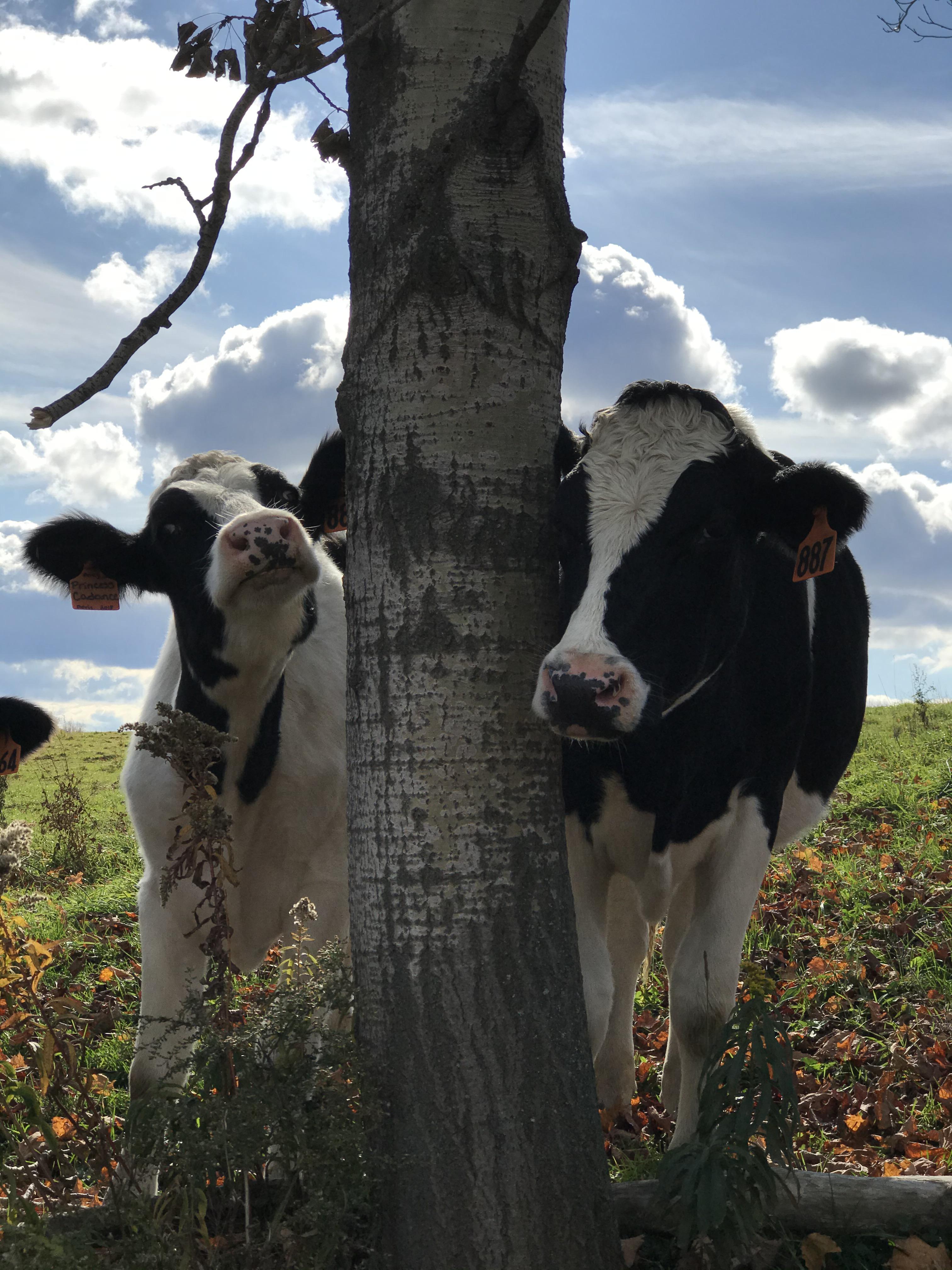 Vermont cows are udderly the best! | Scrolller