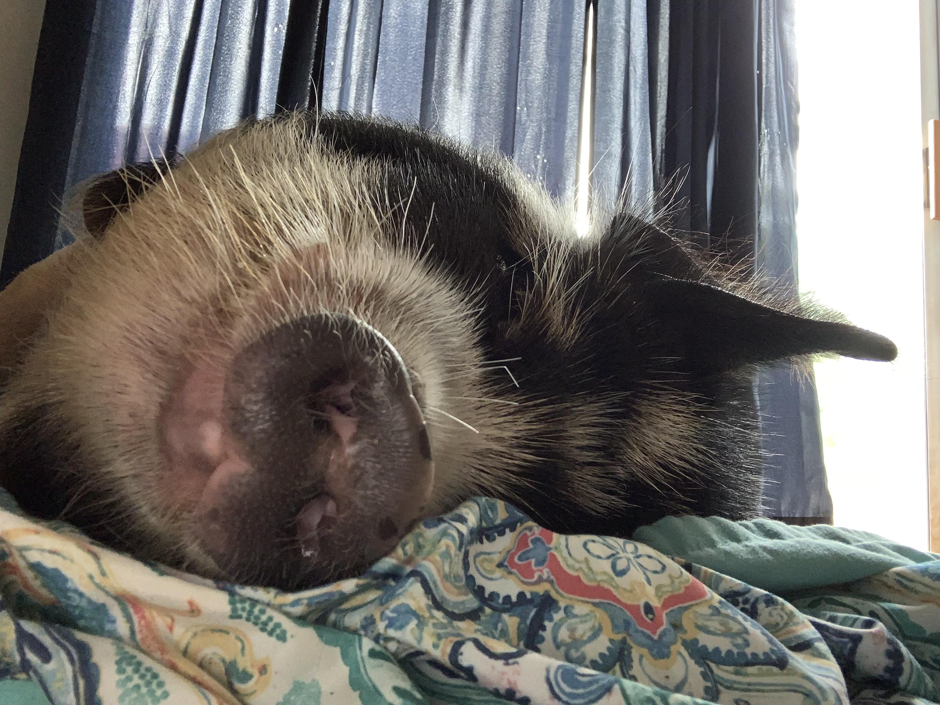 Very sleep | Scrolller