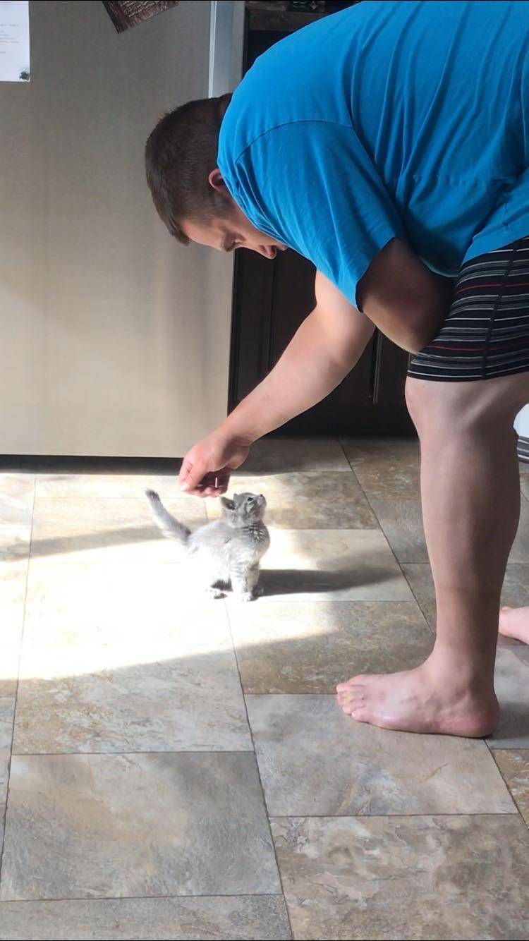 Very smol kitty! | Scrolller