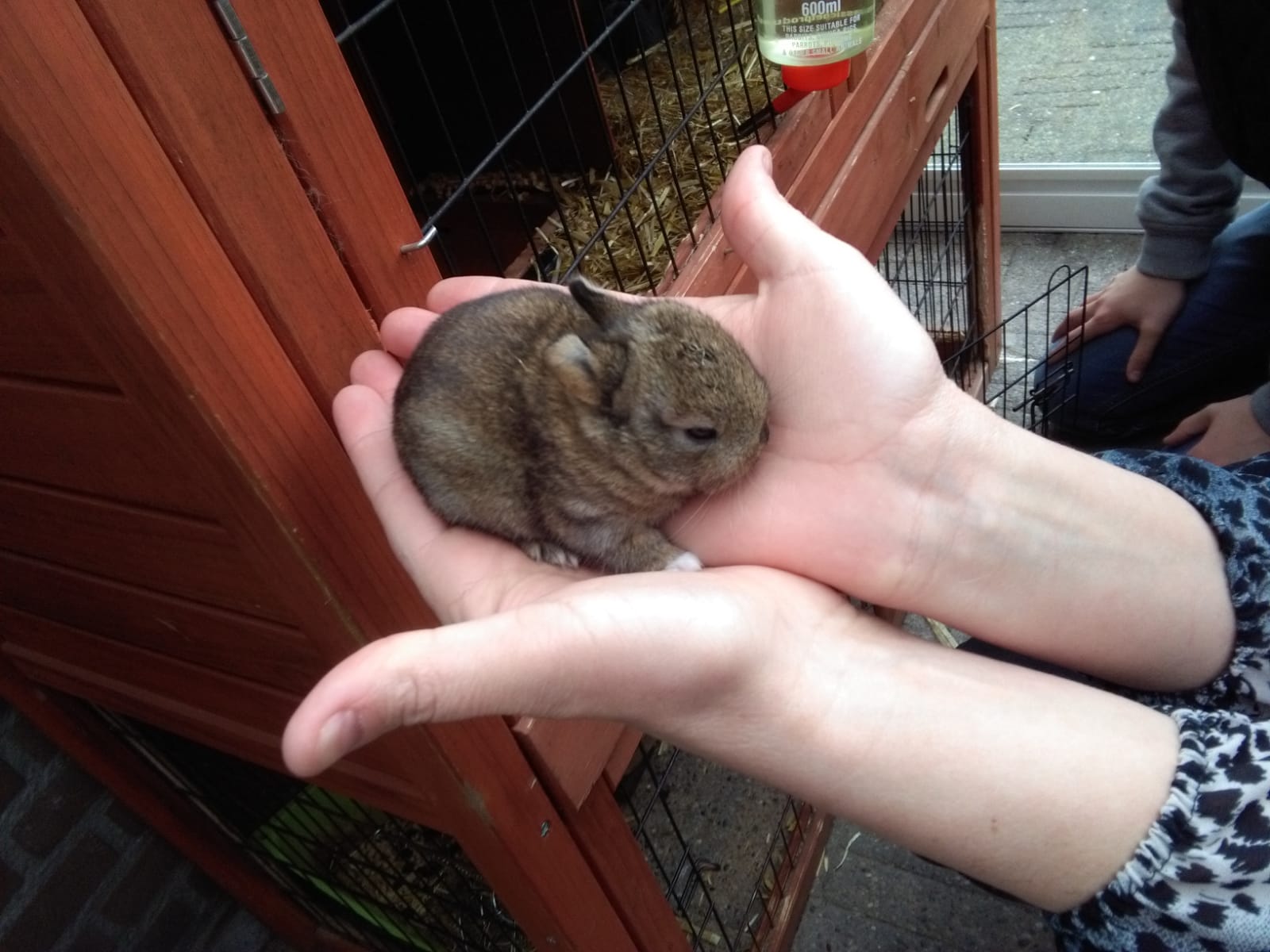 Very smol rabbit | Scrolller