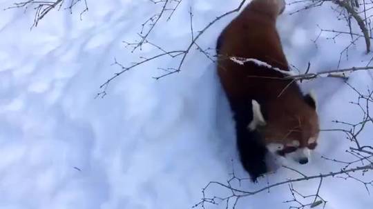 Viciously cute red panda attack | Scrolller
