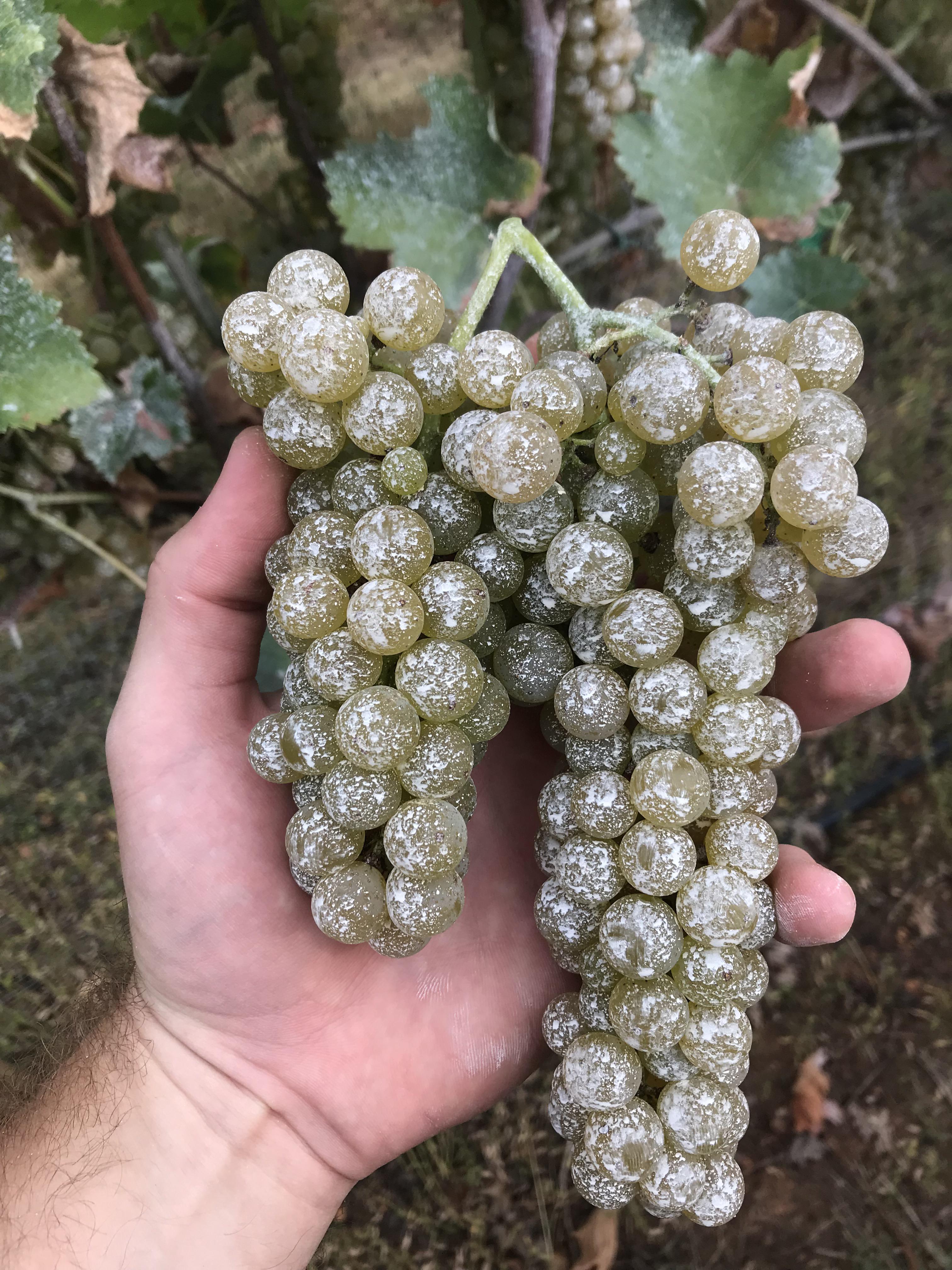 Vidal Blanc harvest from Thistle Gate Vineyards in Fluvanna County, VA! | Scrolller
