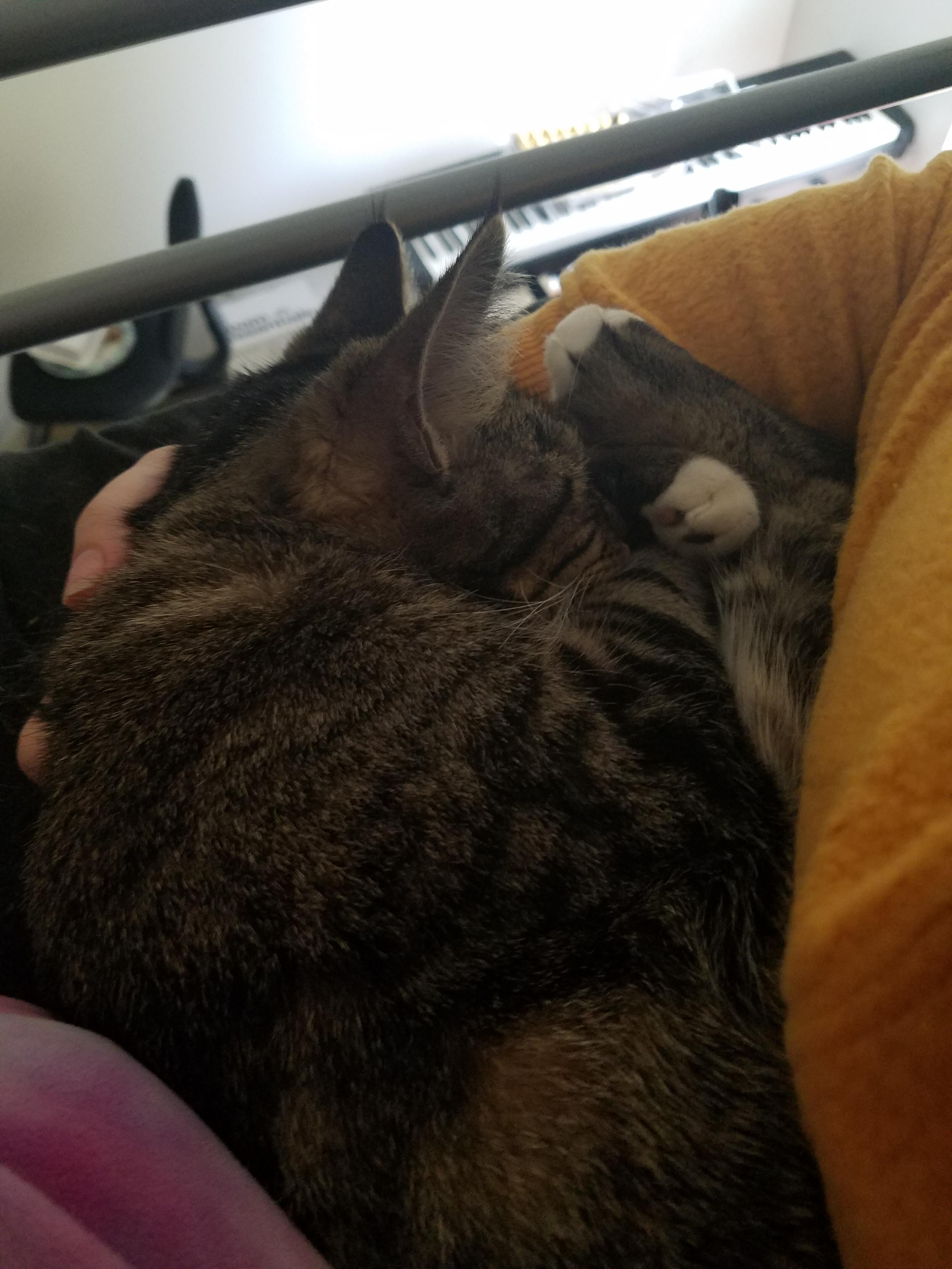 Violet enjoying some afternoon cuddles! | Scrolller