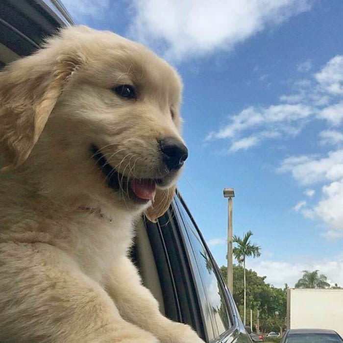 VIP Passenger | Scrolller