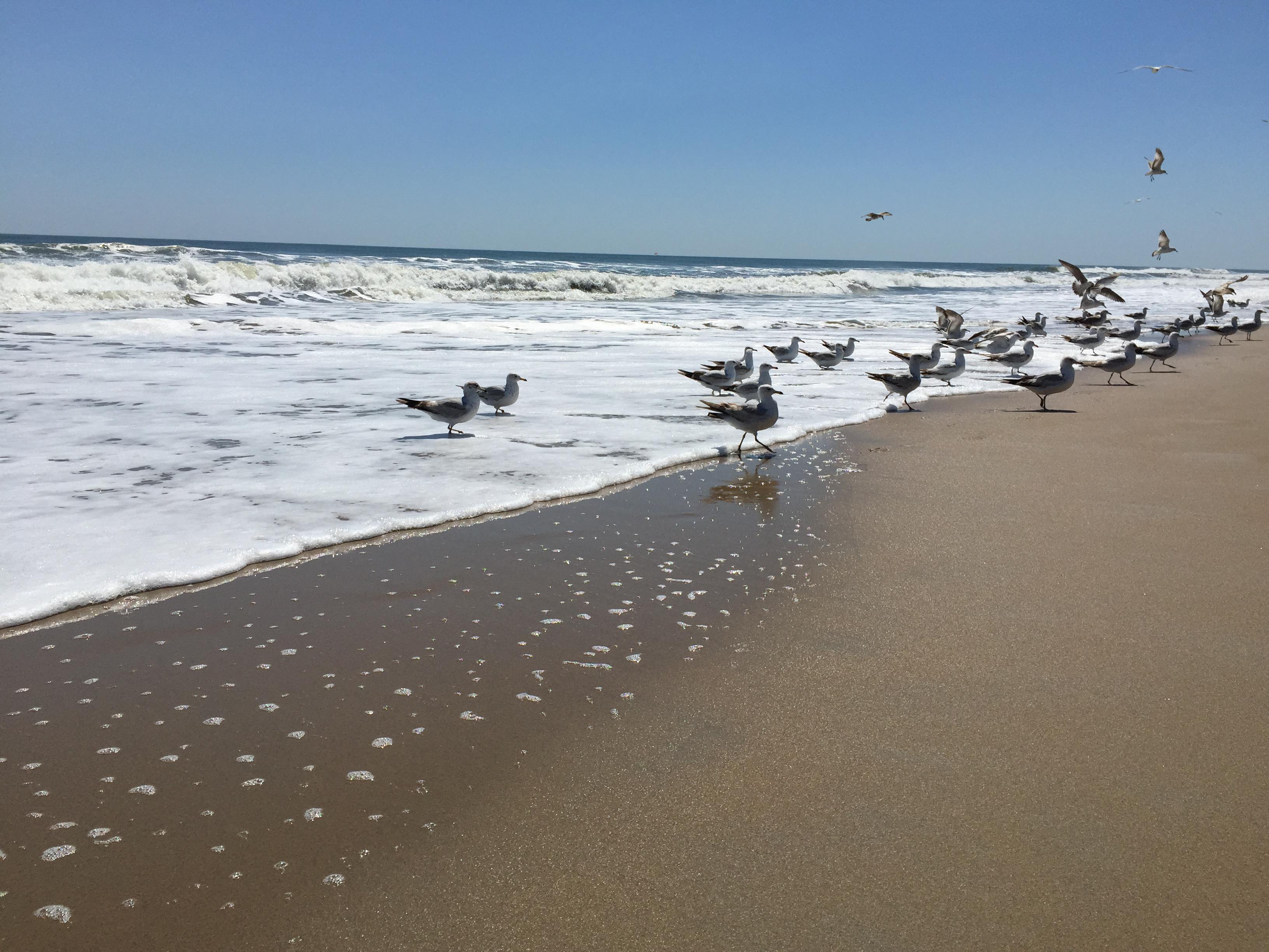 Virginia Beach | Scrolller