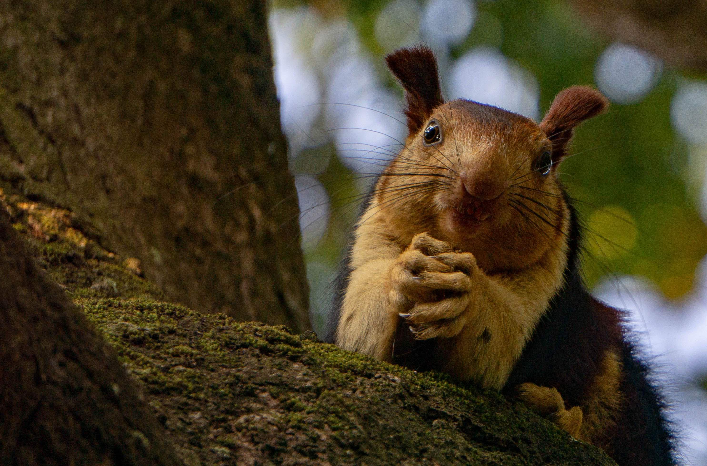 Visitor at home | Scrolller