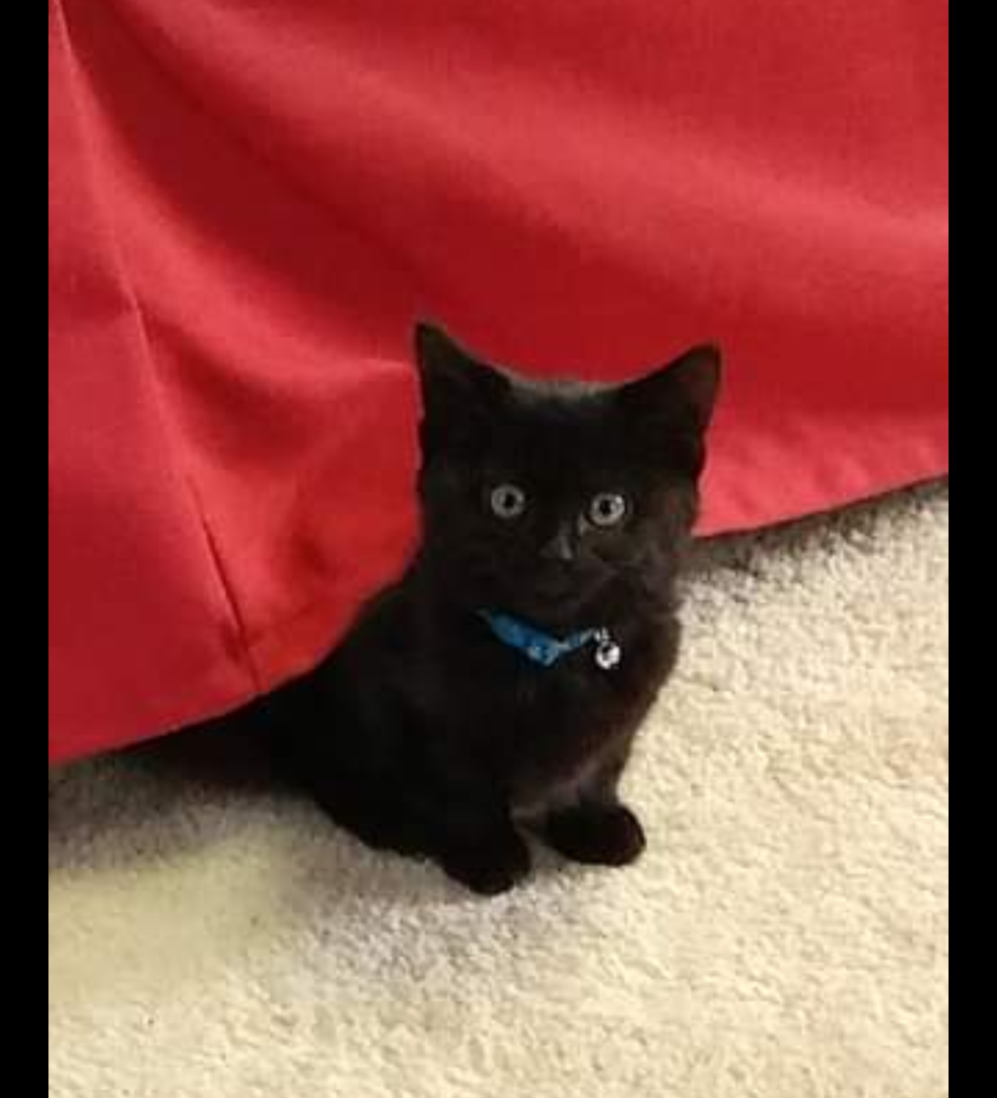 Void kitteh! | Scrolller