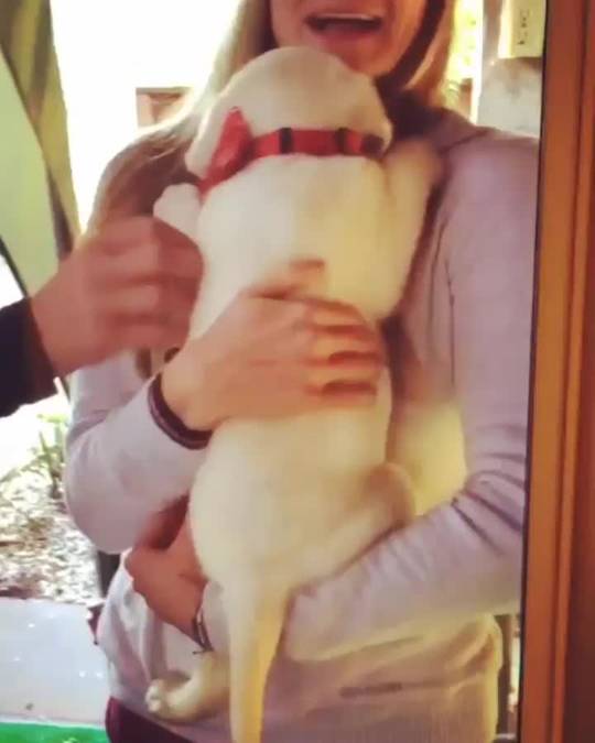 Waggin' Puppy | Scrolller