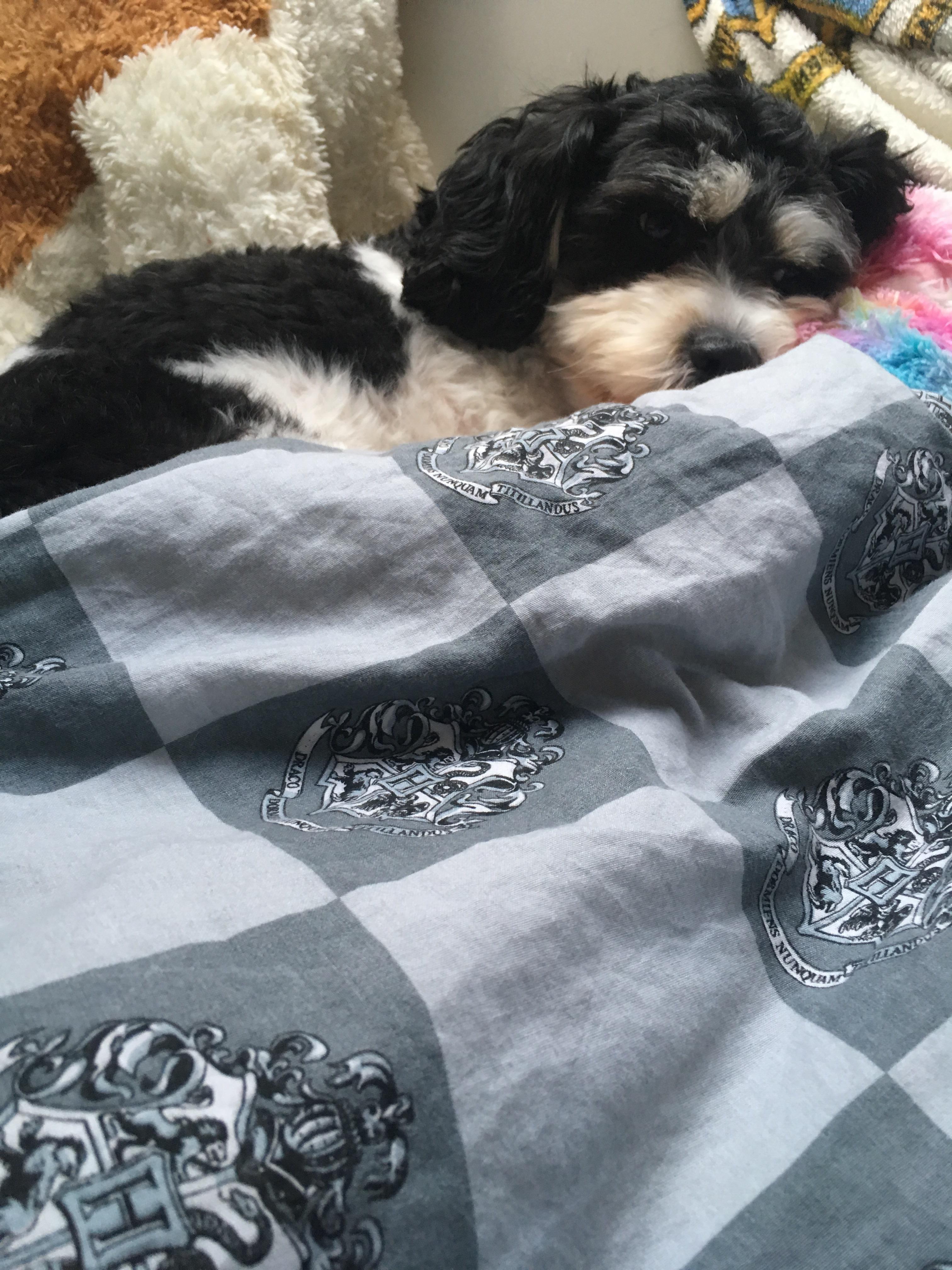 Waking up to see this ball of fluff. | Scrolller