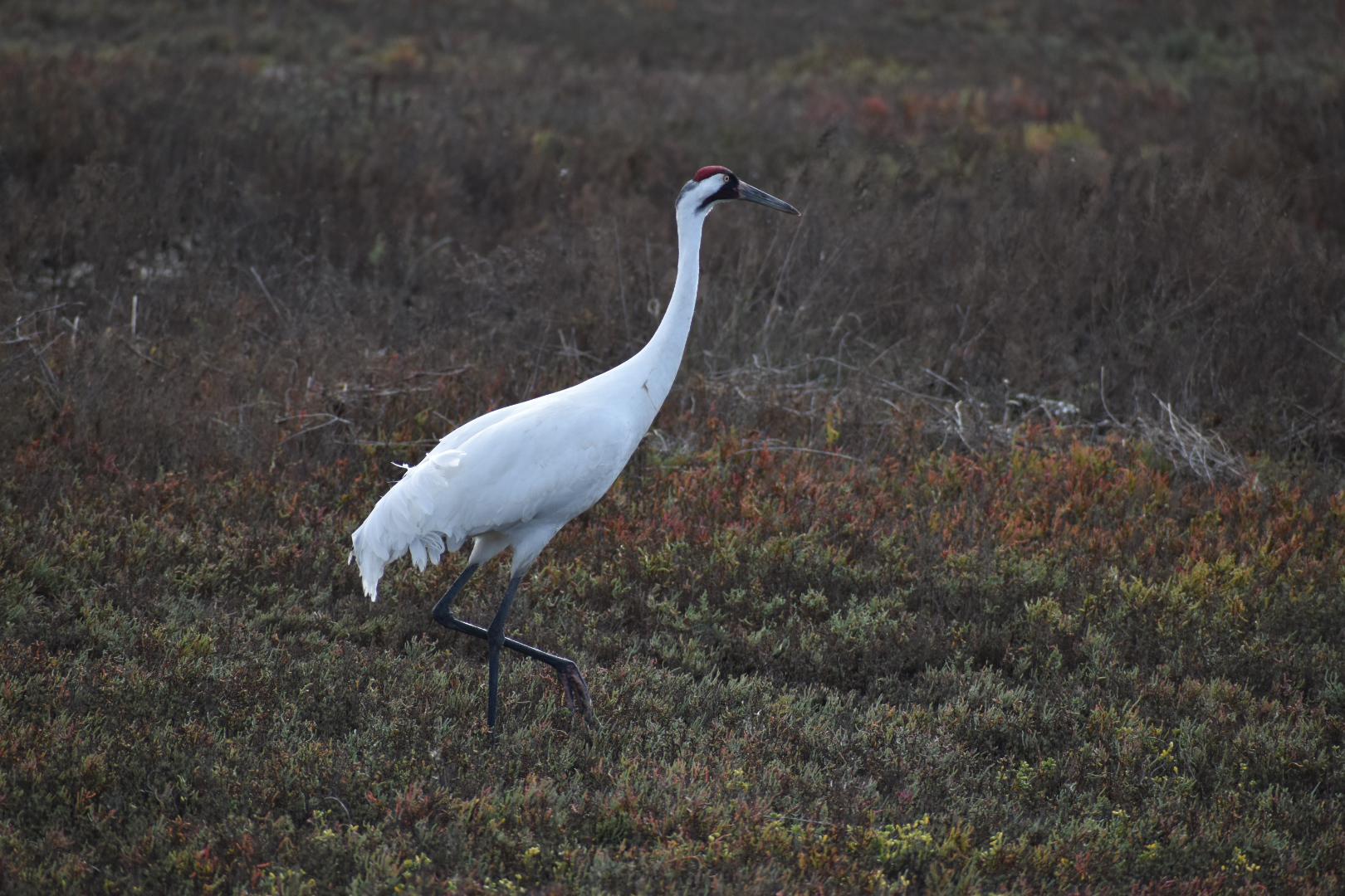 Waltz of the Whooping Crane | Scrolller