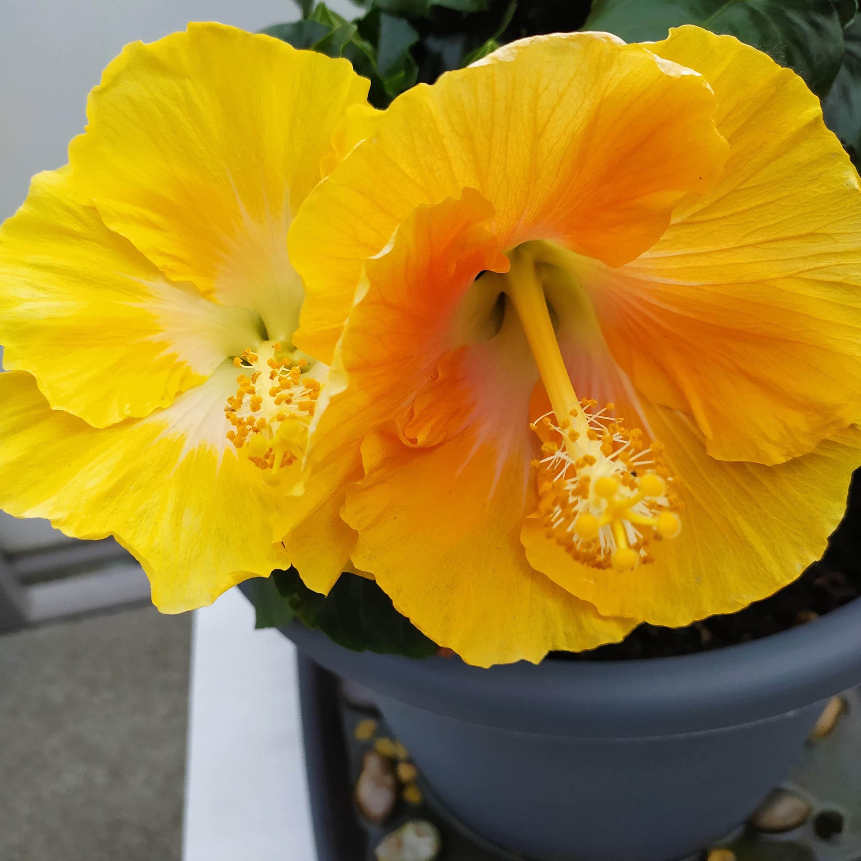 Wanted to show off my hibiscus | Scrolller