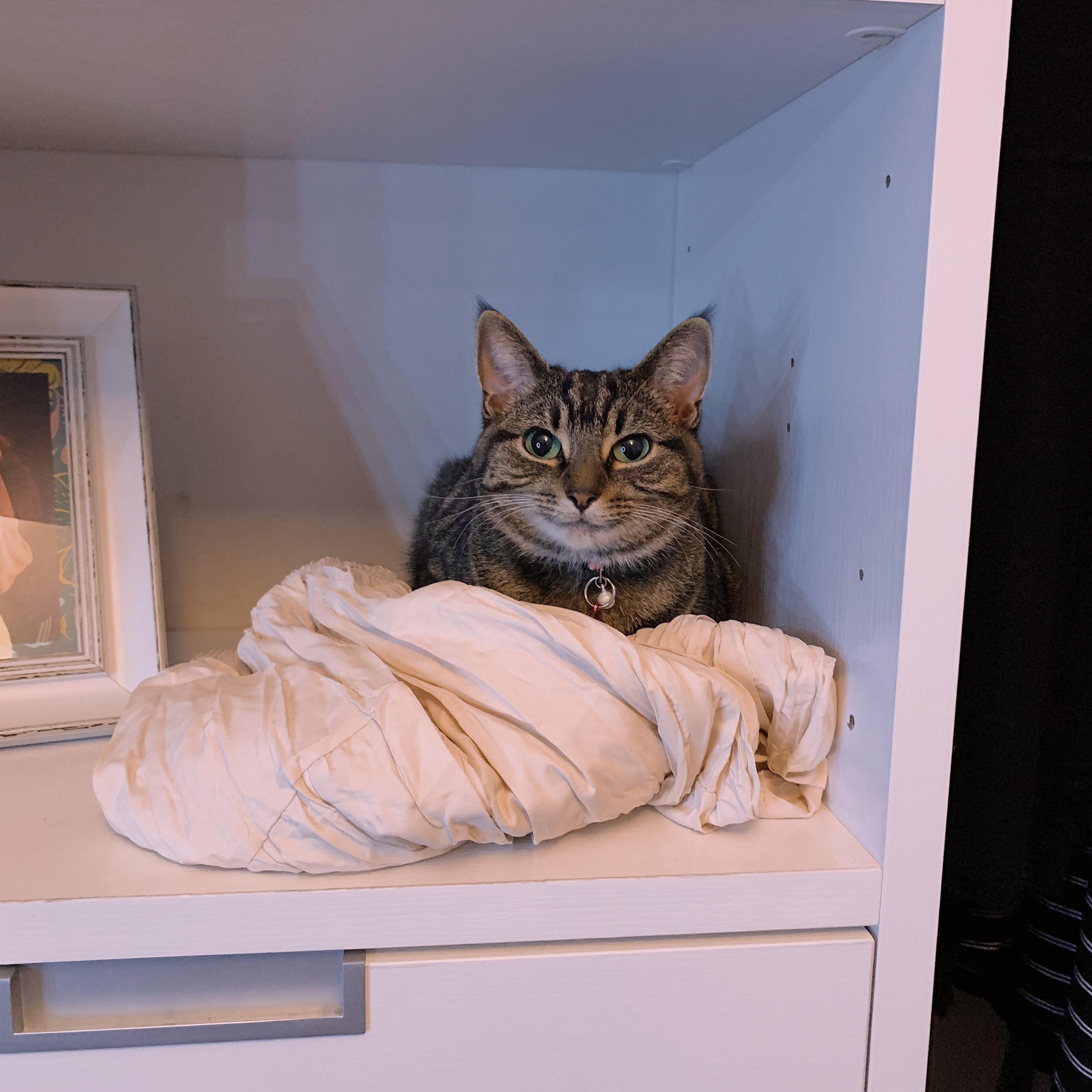 Wardrobe loaf by Luna | Scrolller