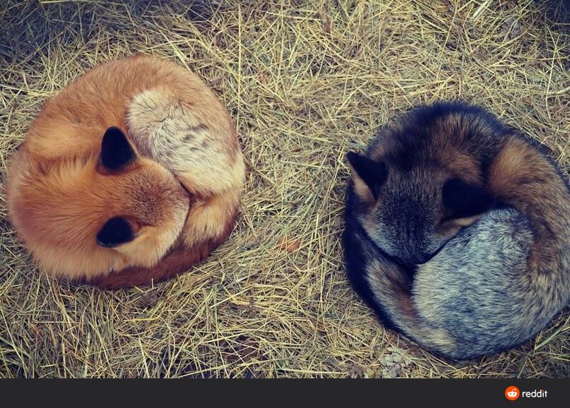 Warm foxes | Scrolller