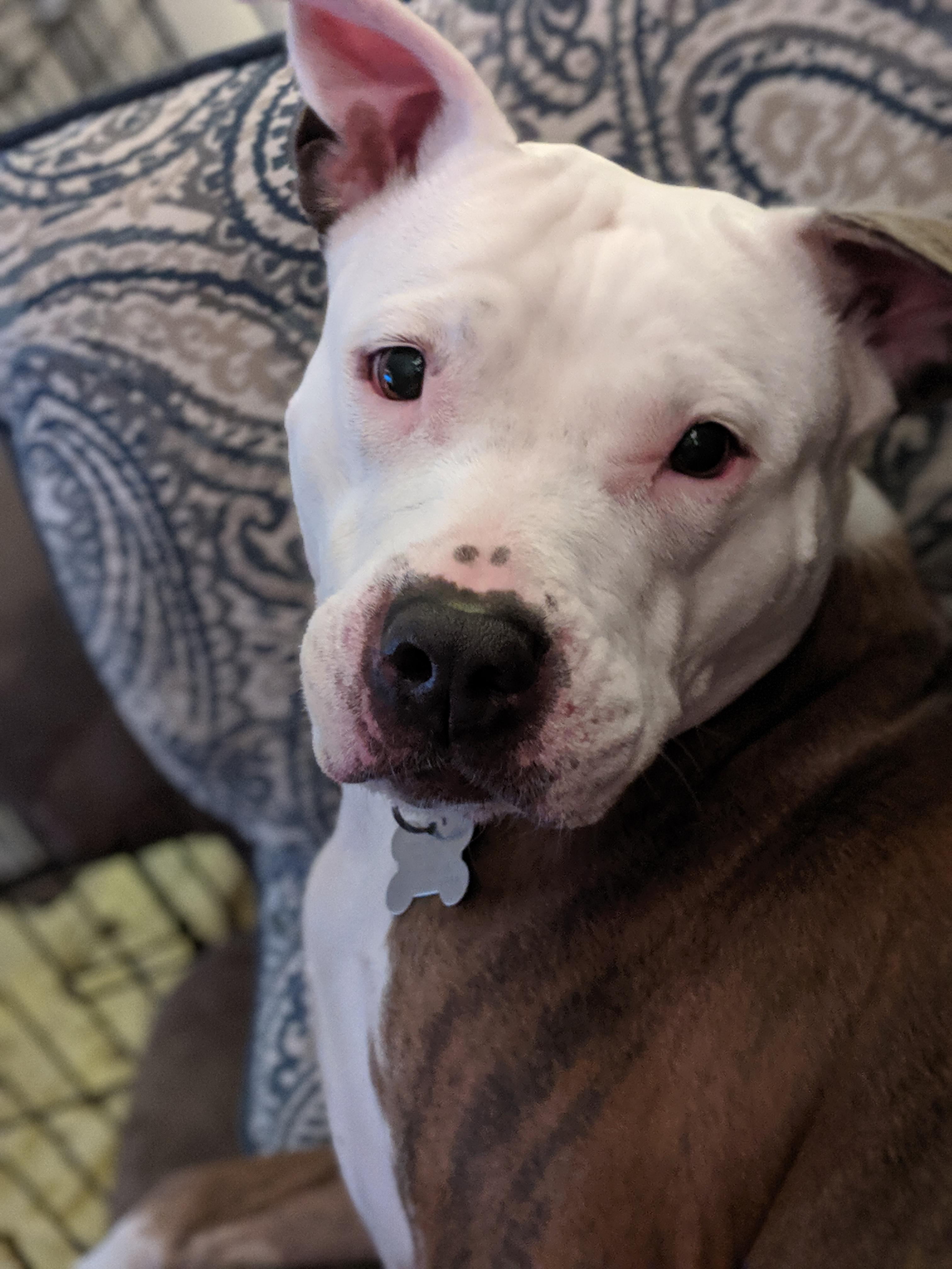 Was told my foster pup belonged here. | Scrolller