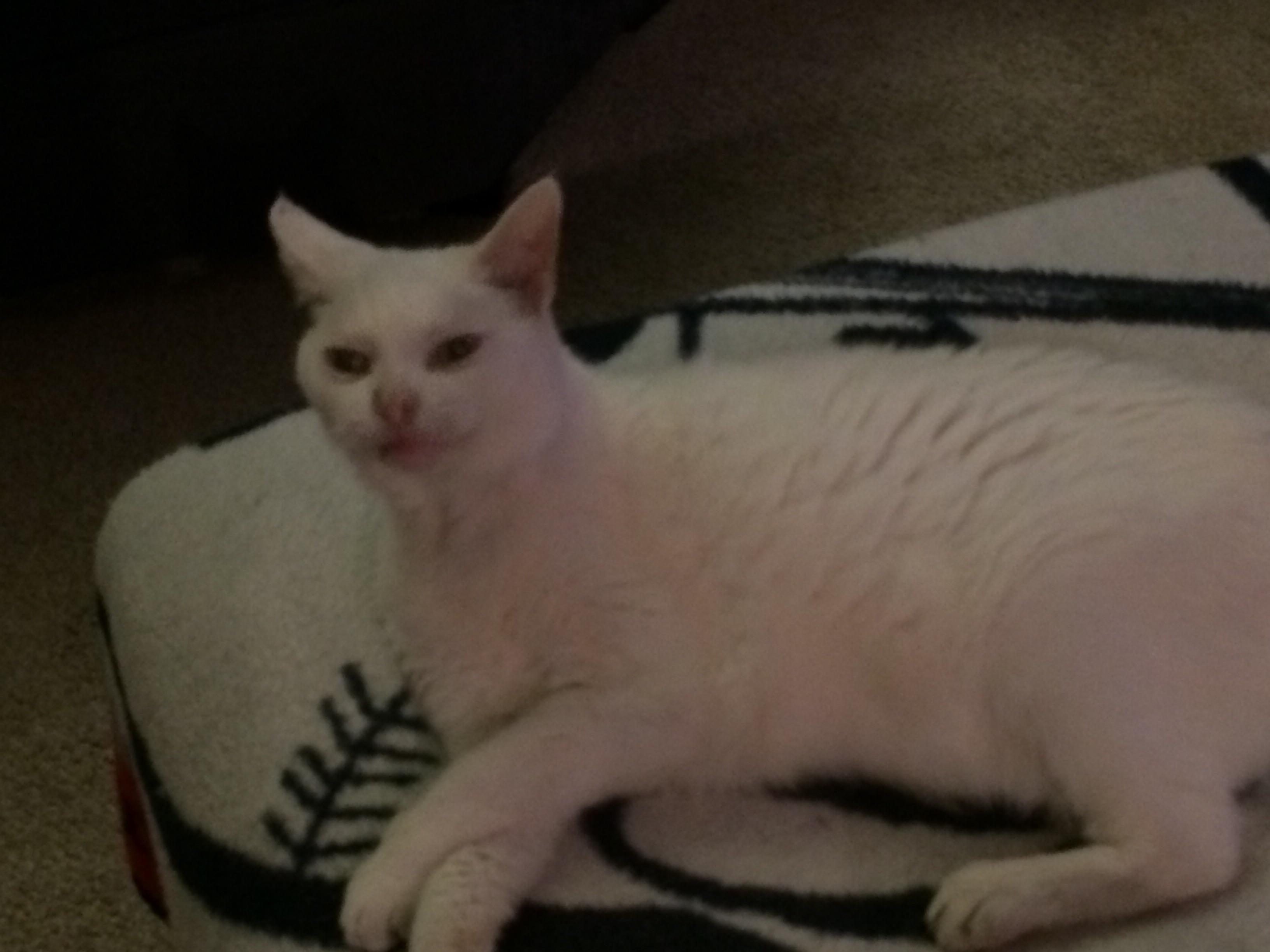 Was trying to take a cute pic of my cat and caught him mid sneeze | Scrolller