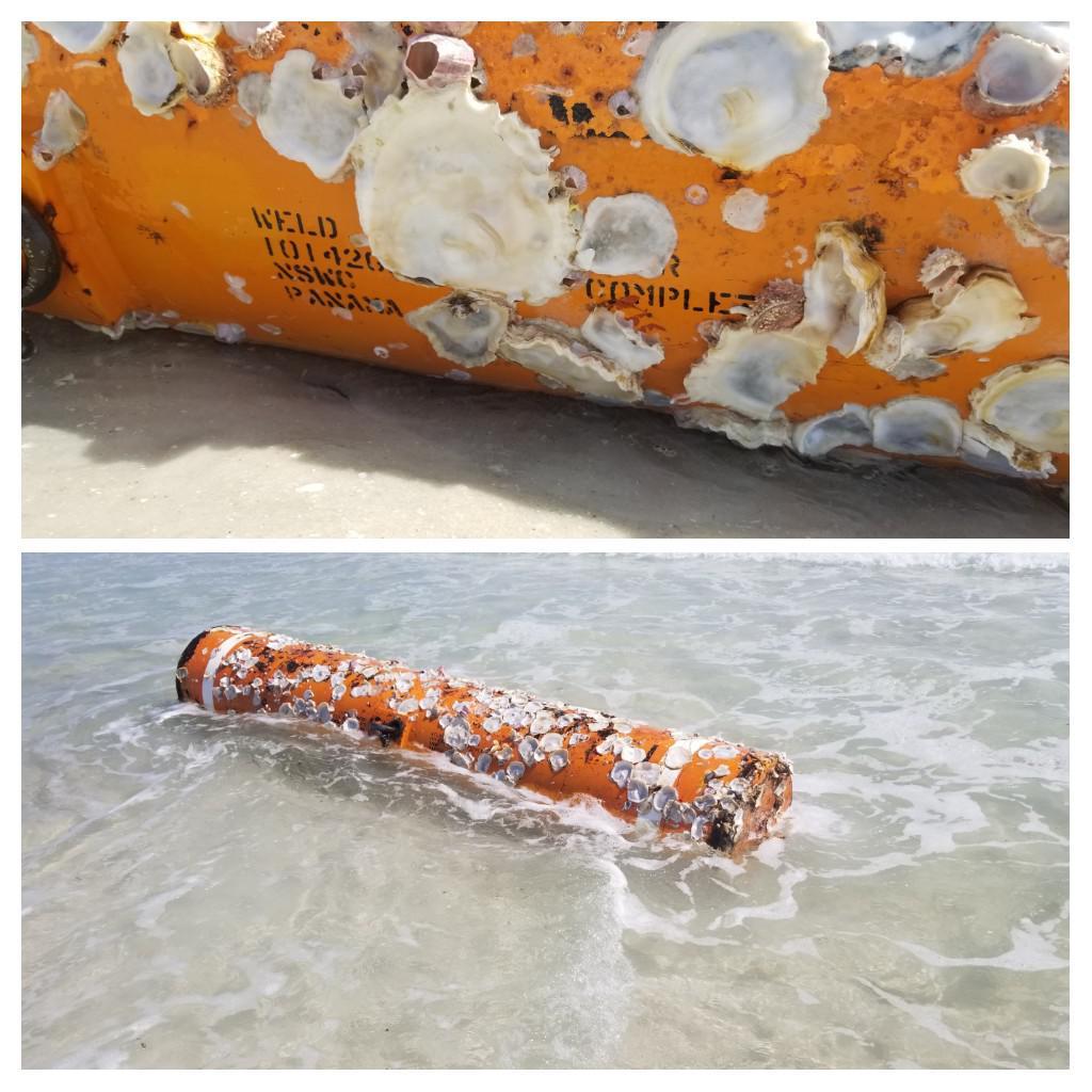 Washed ashore on Navarre Beach, Gulf of Mexico, Florida | Scrolller