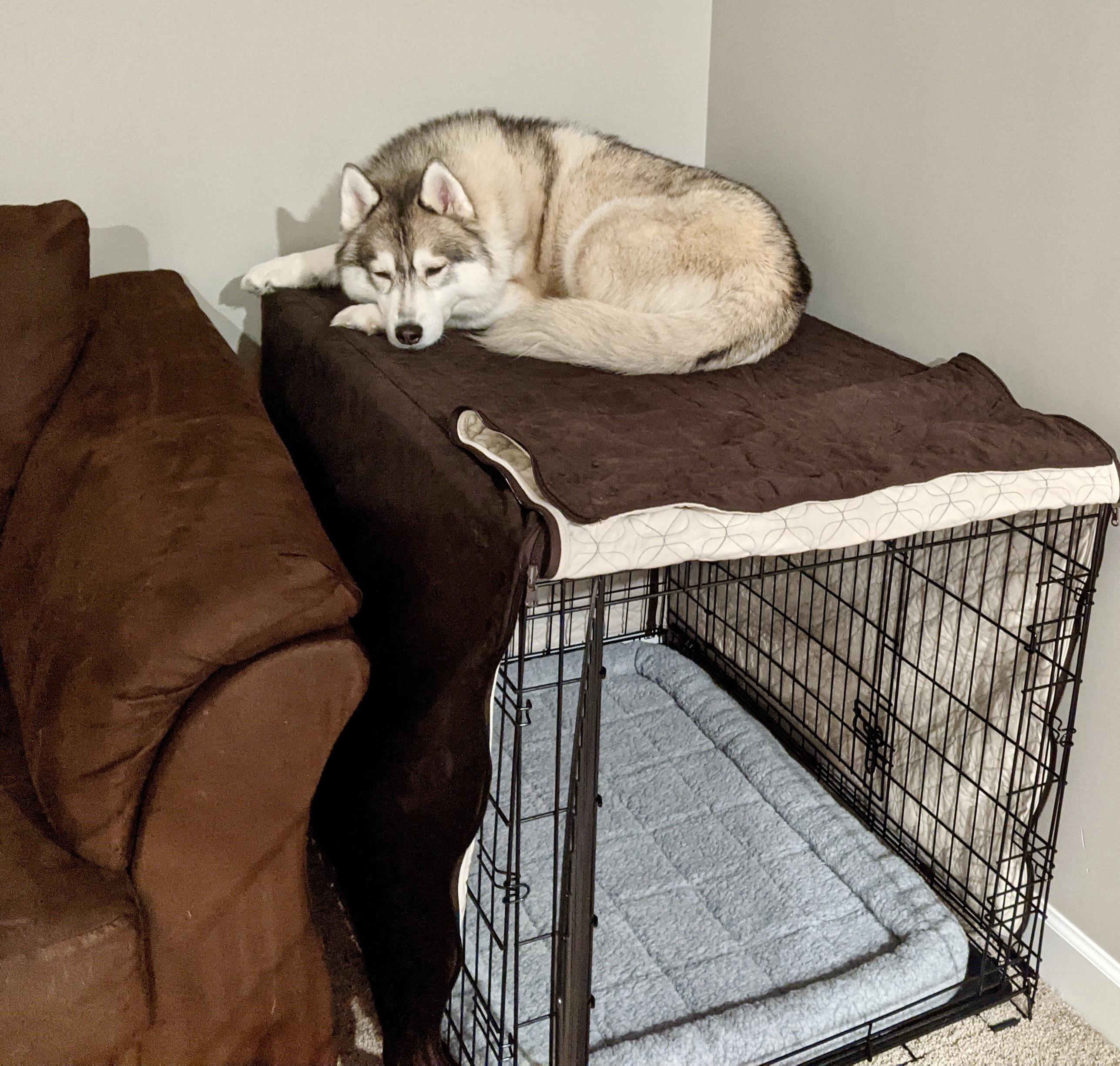 Watch and learn, fluffs! Watch and learn. | Scrolller