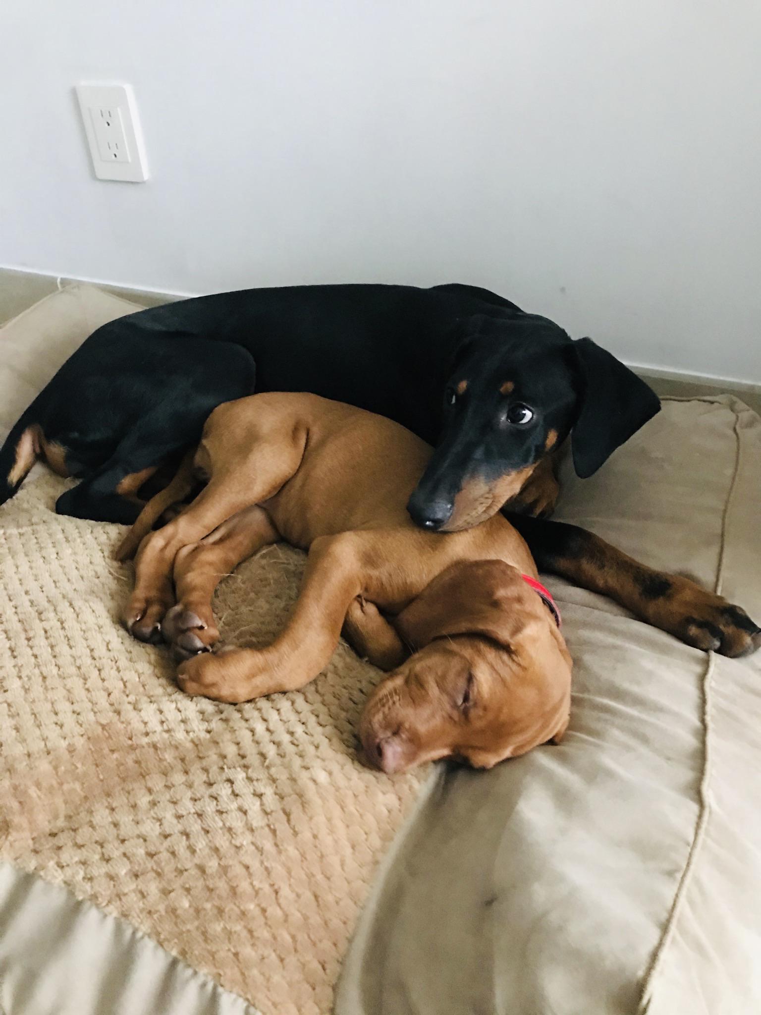 Watching over her sis as she sleep :) | Scrolller