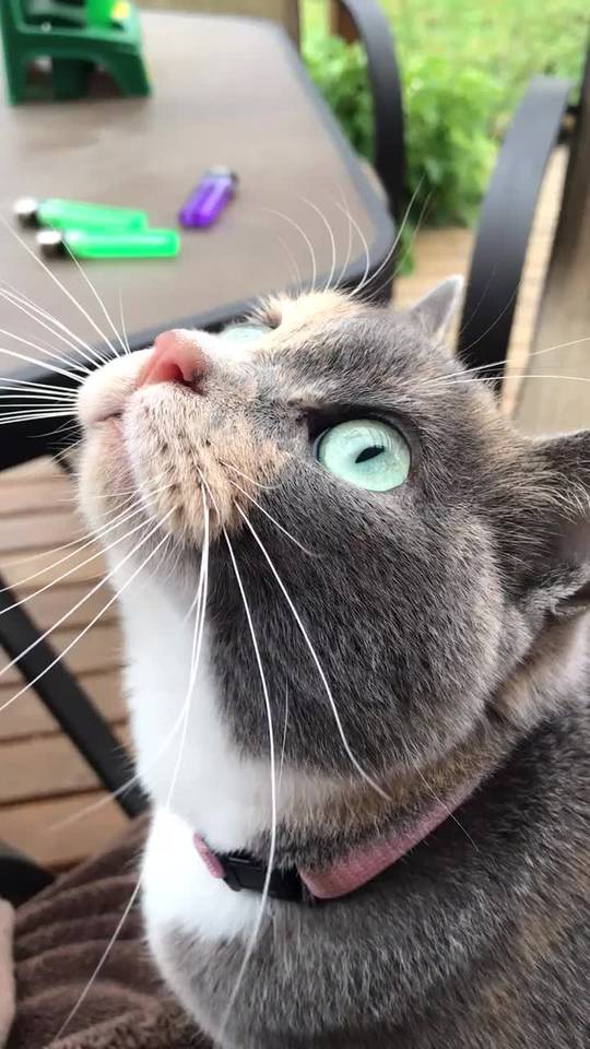 Watching the birds | Scrolller