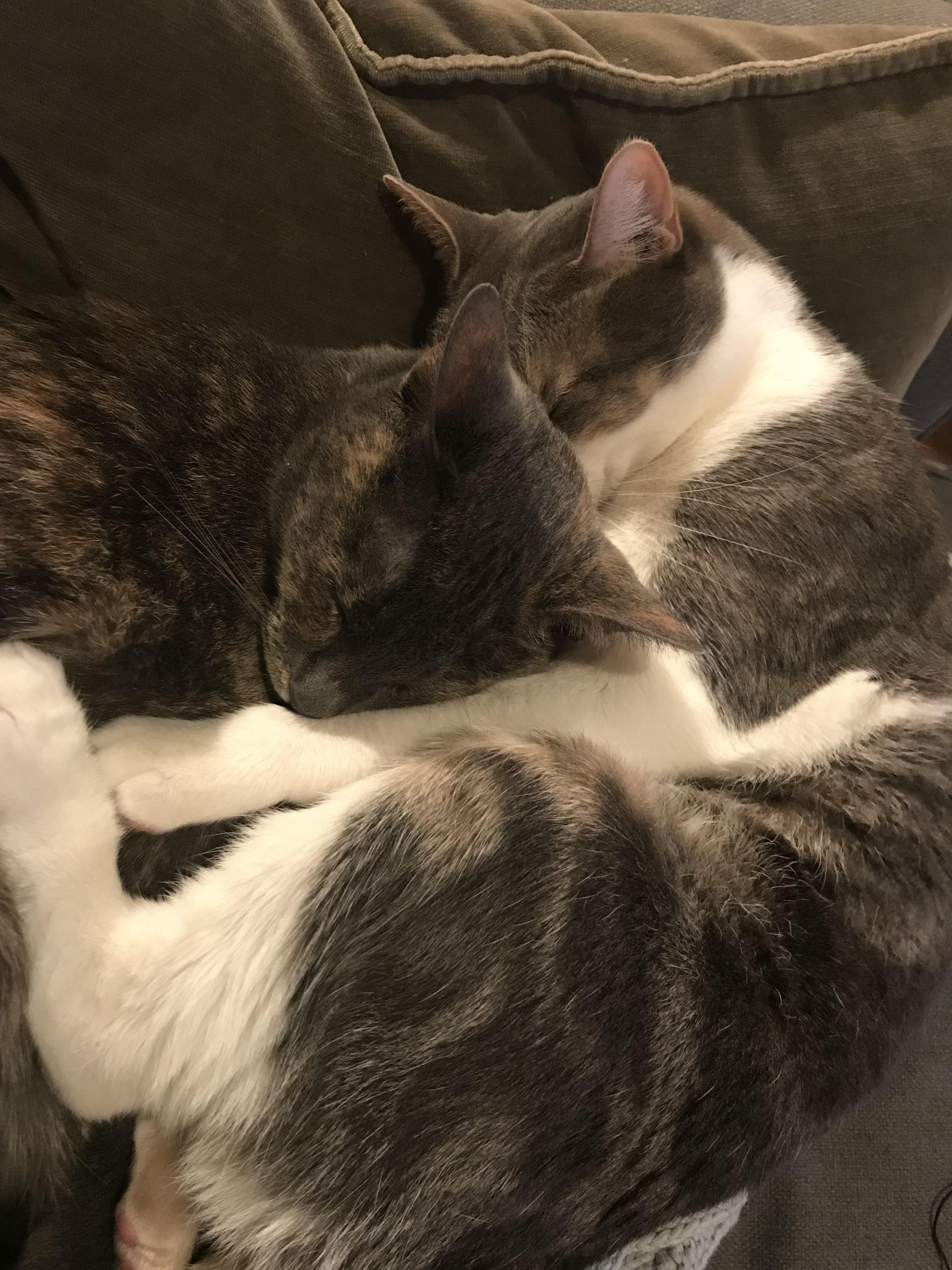 We adopted them from a stray litter. She was the runt and he’s always looked out for her. The ...
