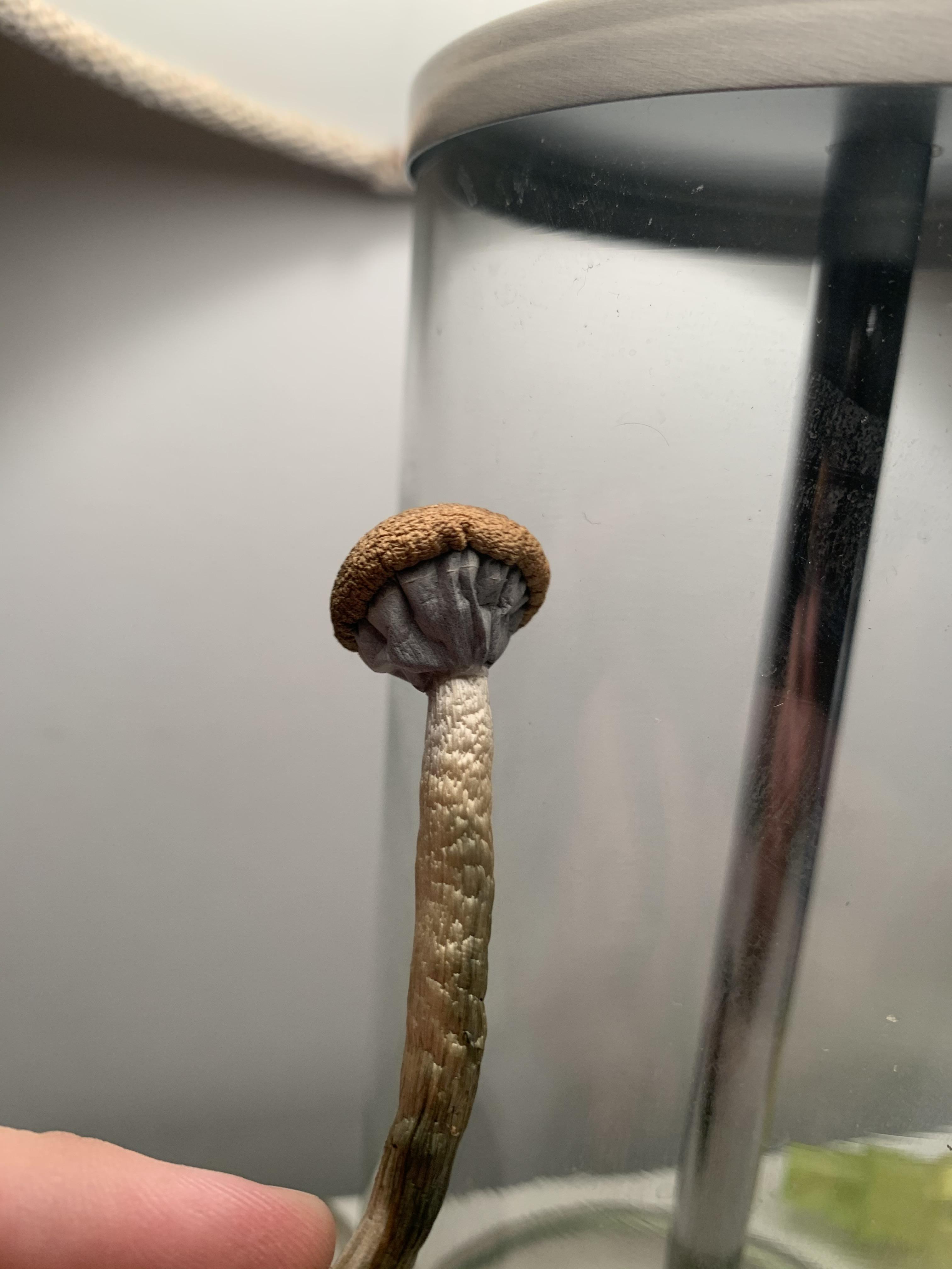 We are now to 200,000 members 🎊 | Scrolller